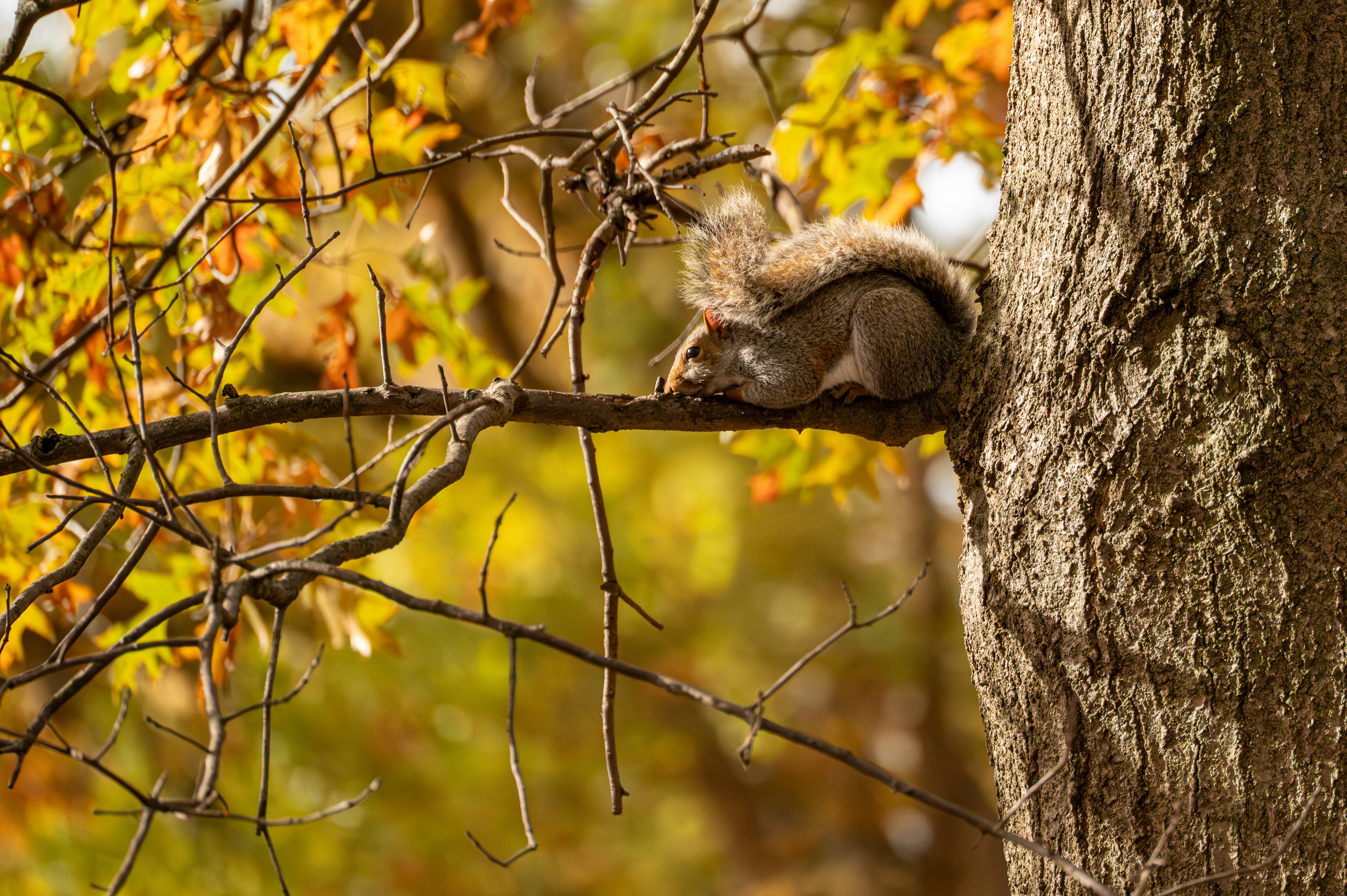 Photo by Yi Zhong with Nikon Z6 II