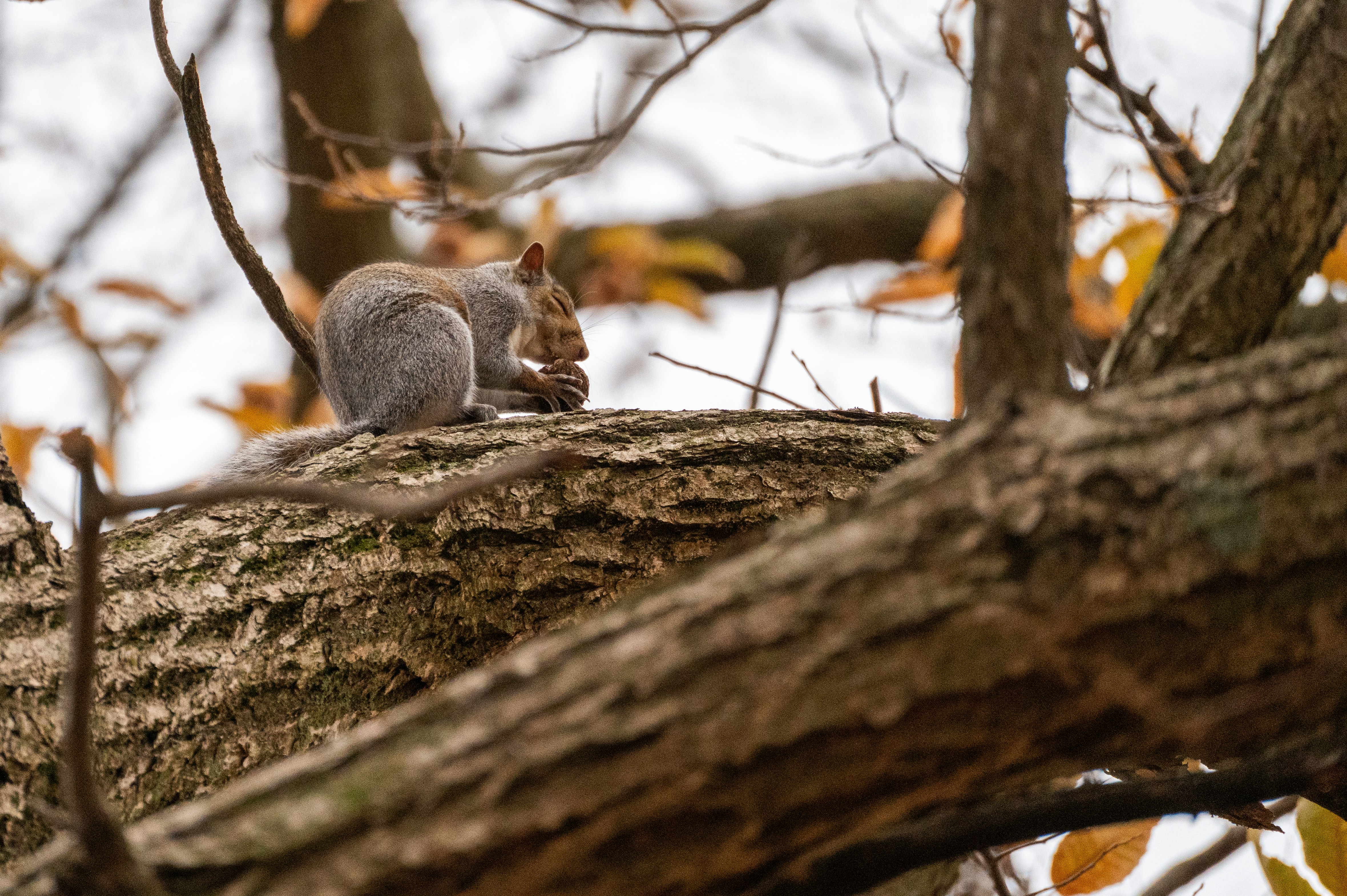 Autumn Sentry: a Gray Squirrel Perches on a Weathered Log