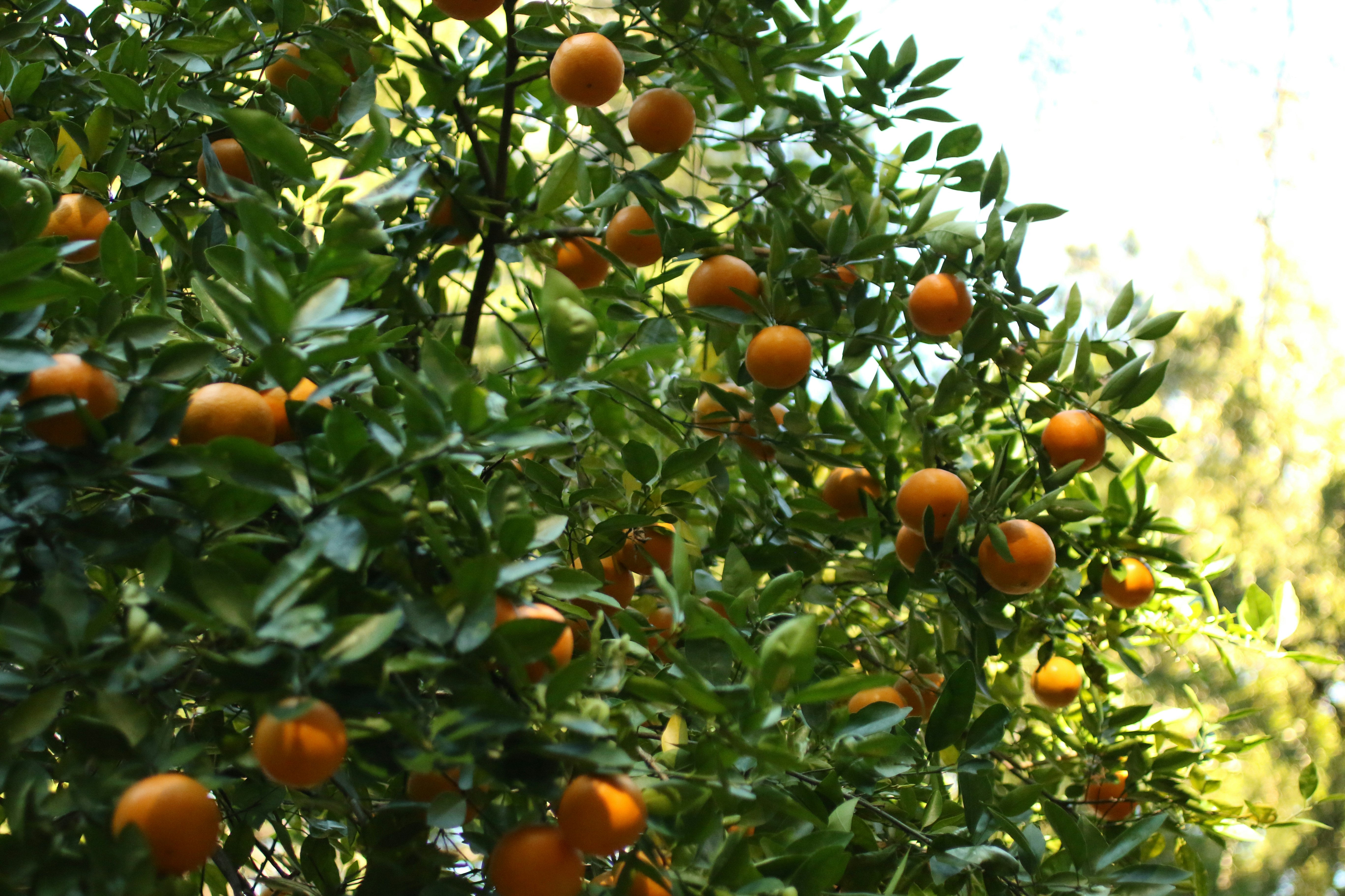 Photo by Wendy Aros-Routman with Canon EOS 70D