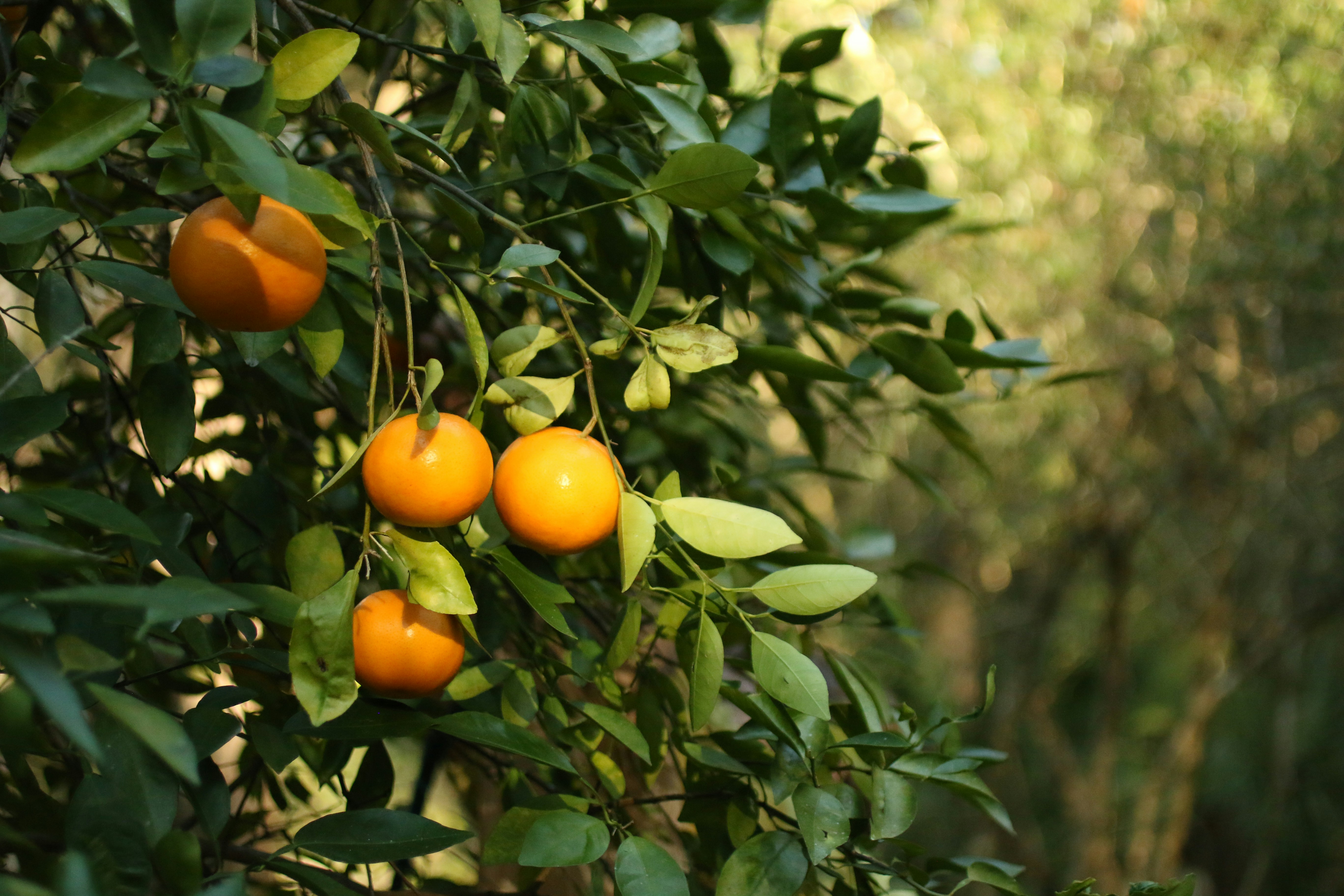 Photo by Wendy Aros-Routman with Canon EOS 70D