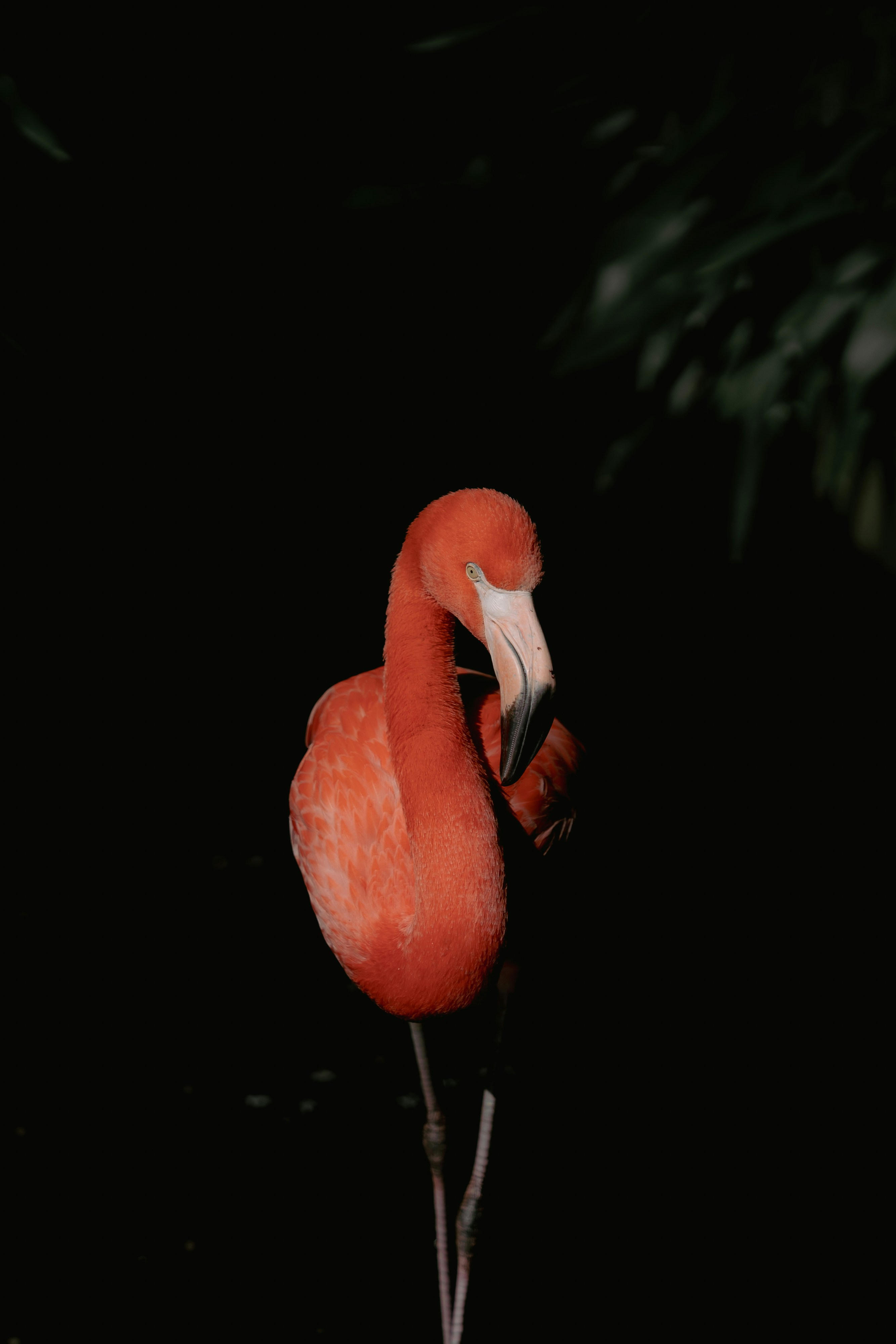 Photo by Andrei R. Popescu with Sony Alpha 7 III