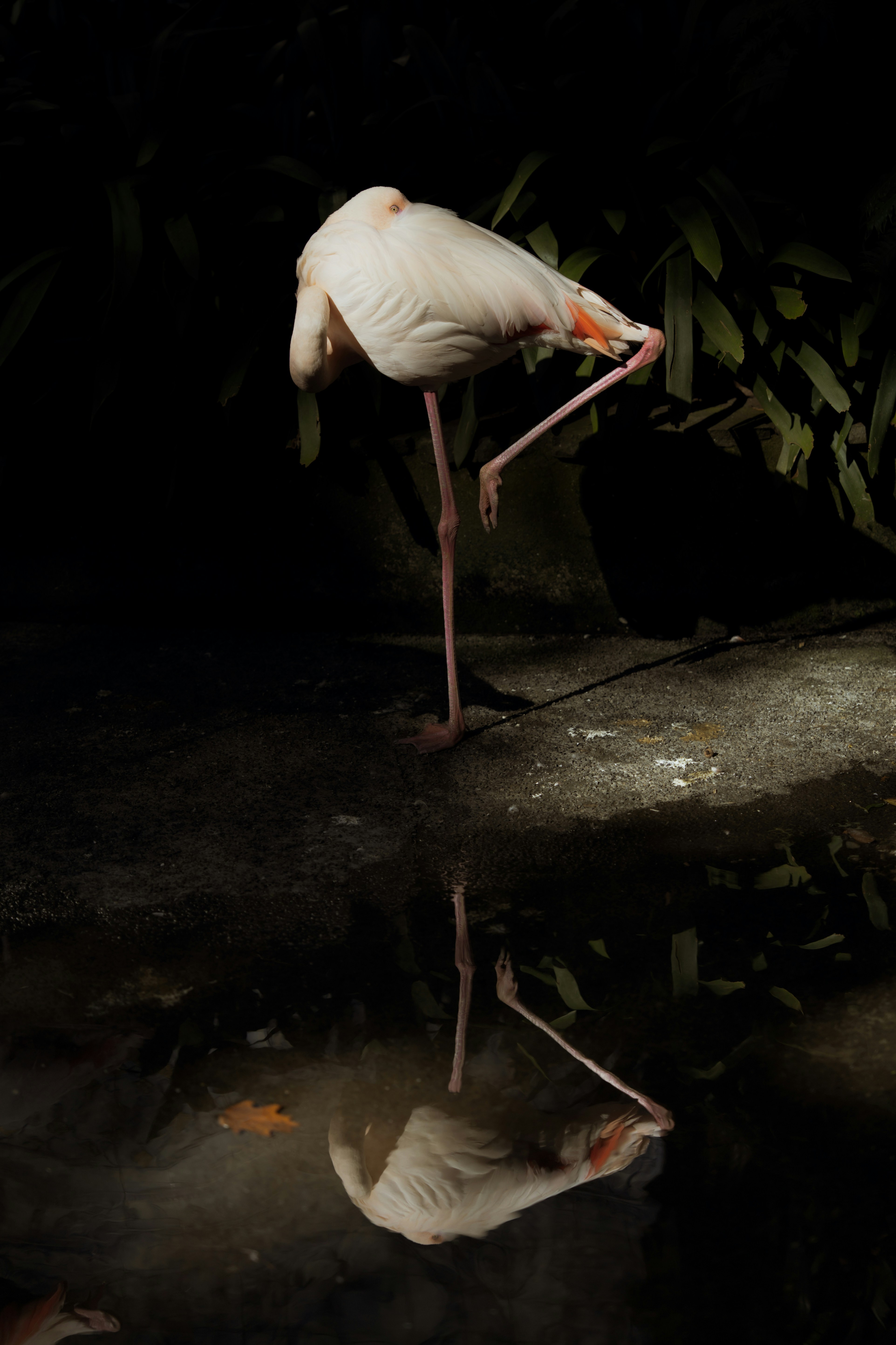 Dusk Flamingo: One-Legged Silhouette in Velvet Shadow