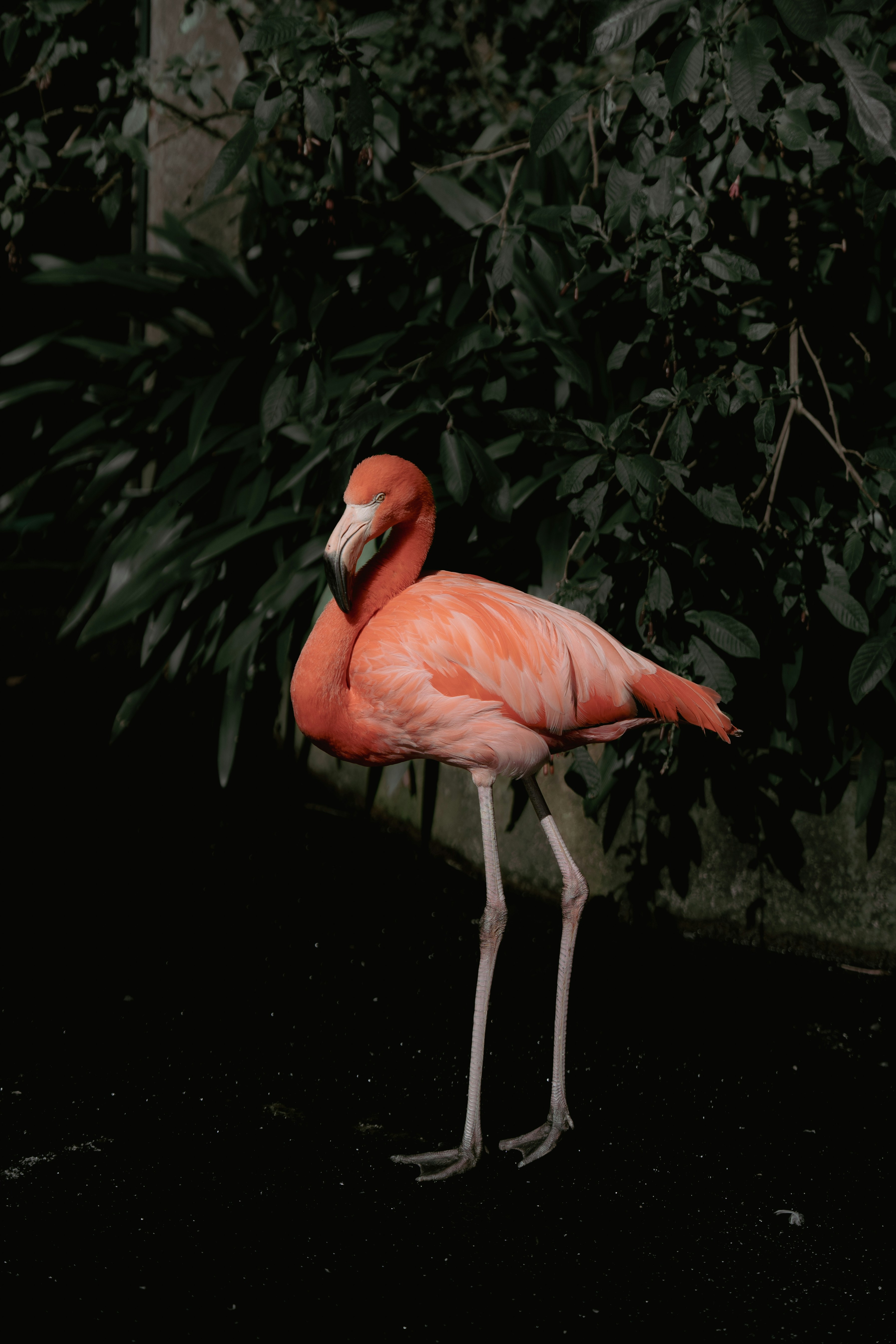 Coral Flamingo in Velvet Shadow: A solitary splash of color