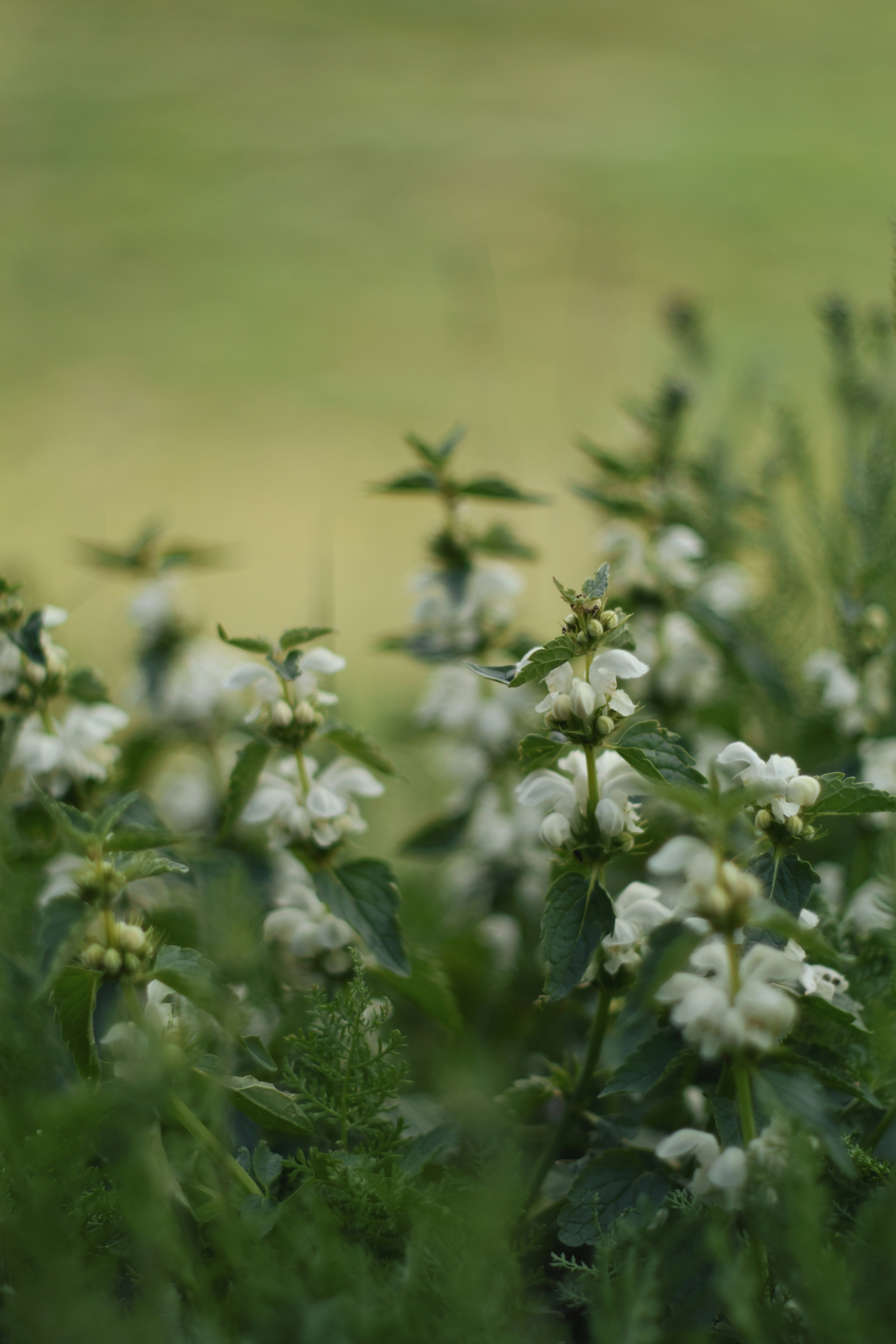 Photo by Ali Sarvari with Nikon D5600