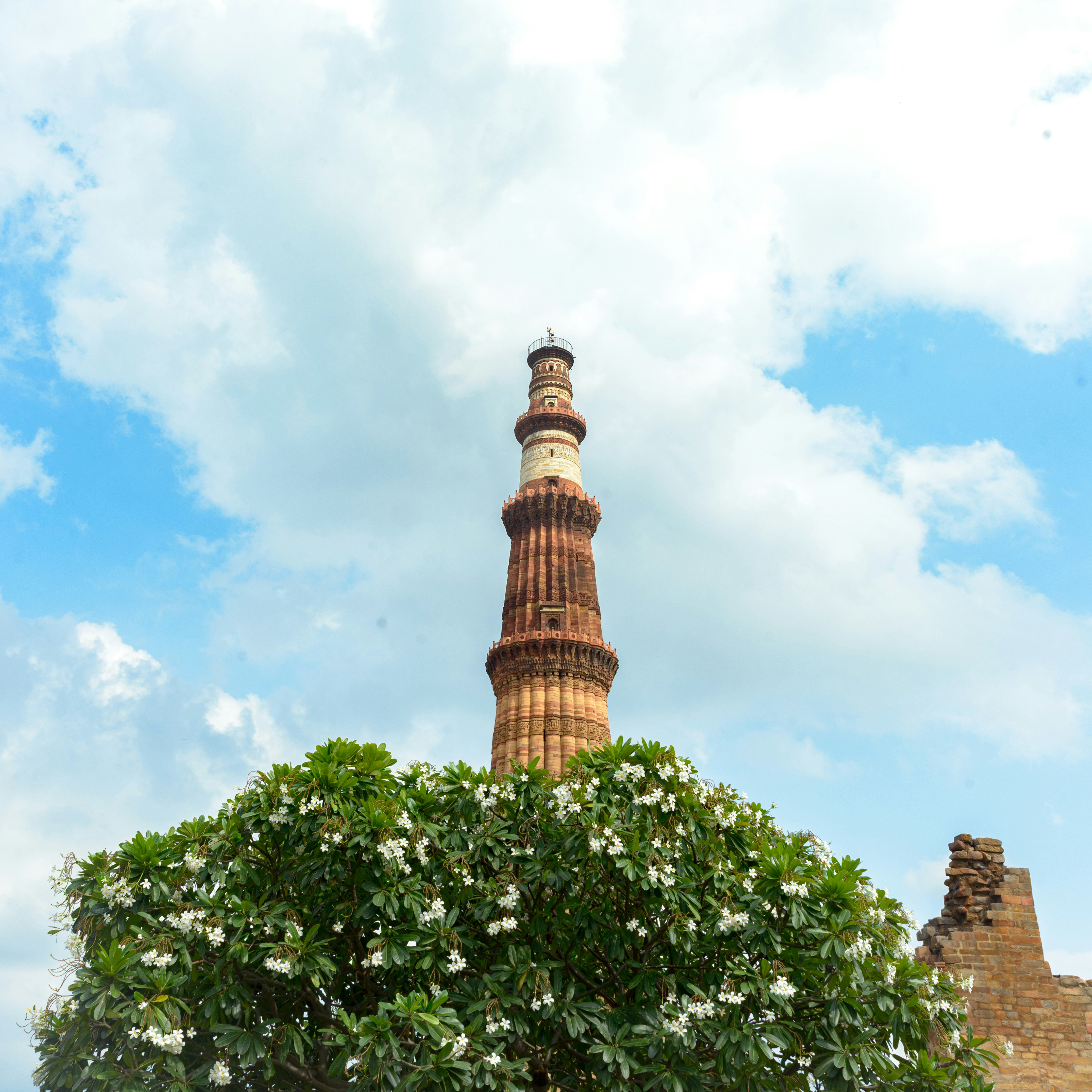 Brick Spire Among White Blossoms Under a Cerulean Sky
