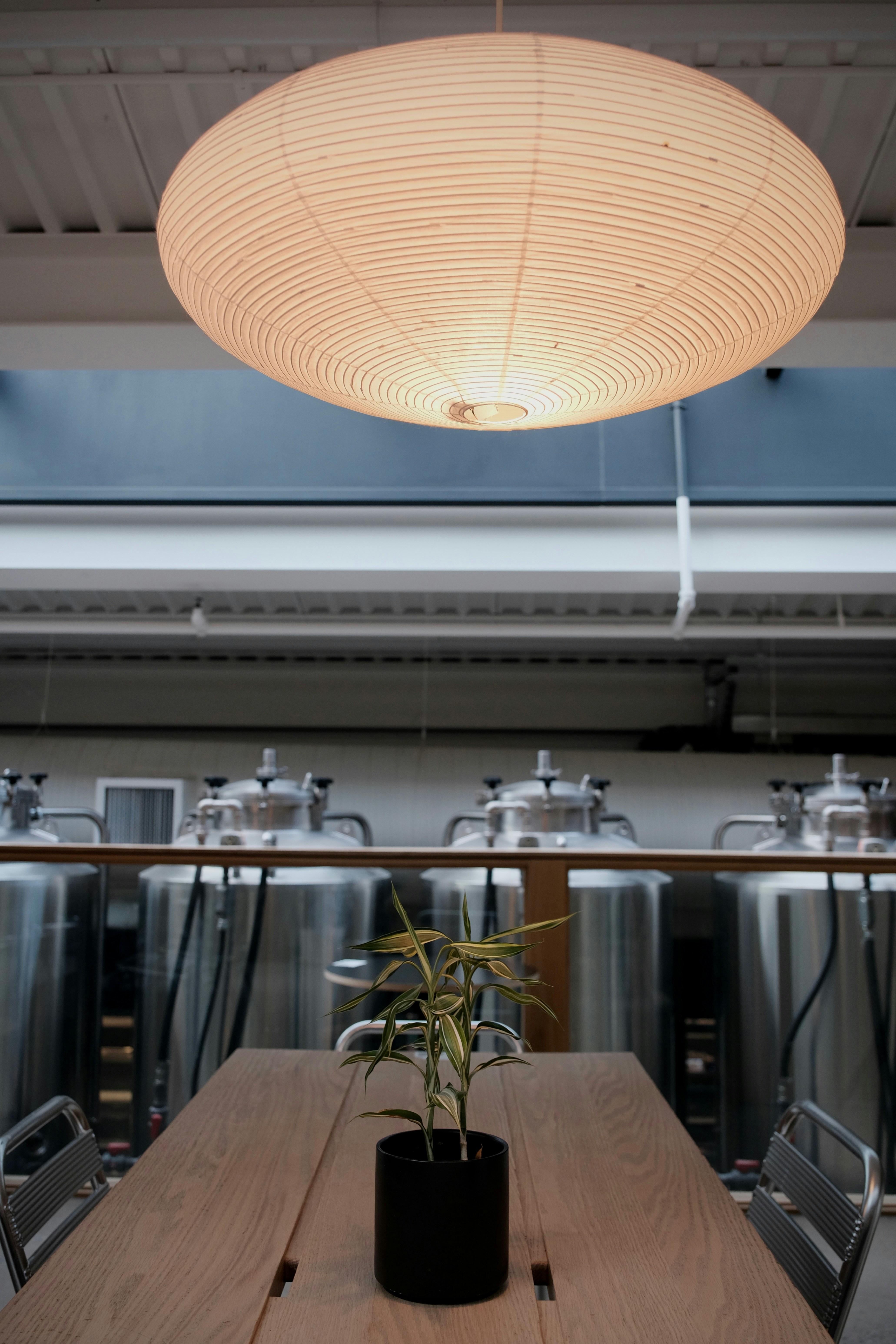 Potted plant on table with brewing tanks behind