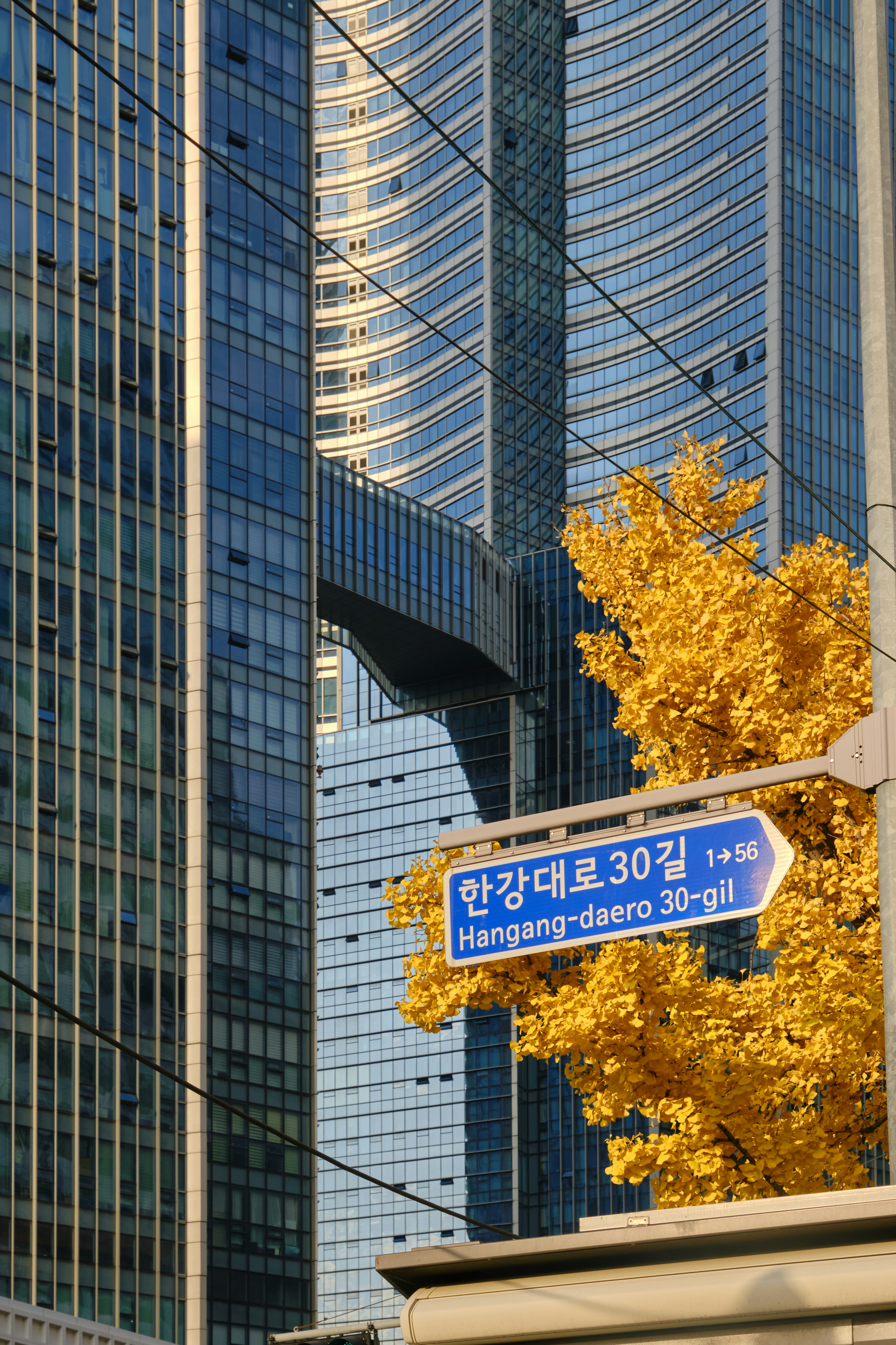 An autumn tree in front of sky-scrapers in Seoul, South Korea