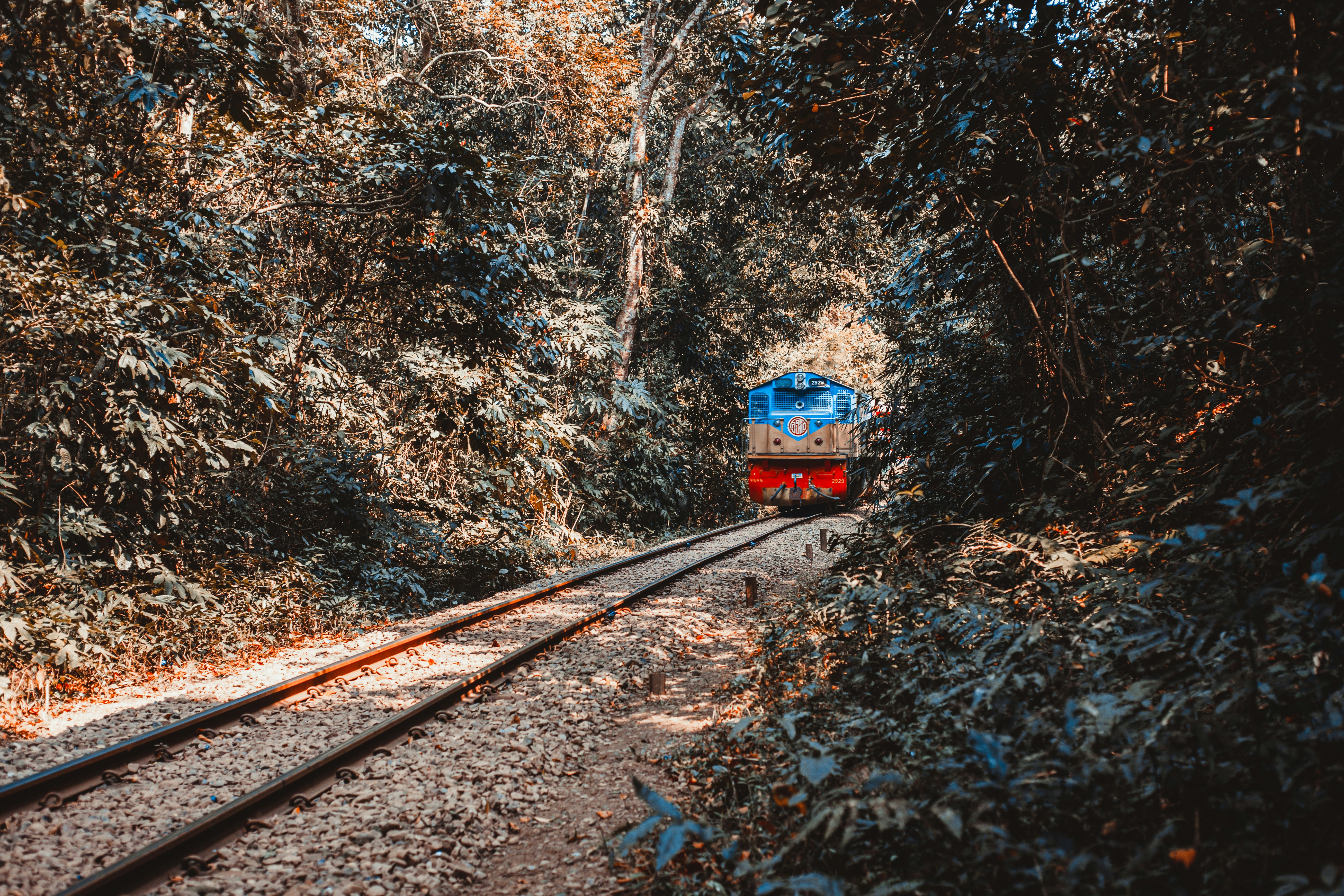 A captivating, moody shot of a blue and red train emerging from a dense forest. The train is centered in the distance, approaching on a single railway track that cuts through a lush, natural tunnel formed by overgrown trees and foliage. The dappled sunlight filters through the leaves, illuminating parts of the gravel track. The atmospheric, slightly desaturated color grading gives the scene a sense of mystery, adventure, and remote travel.