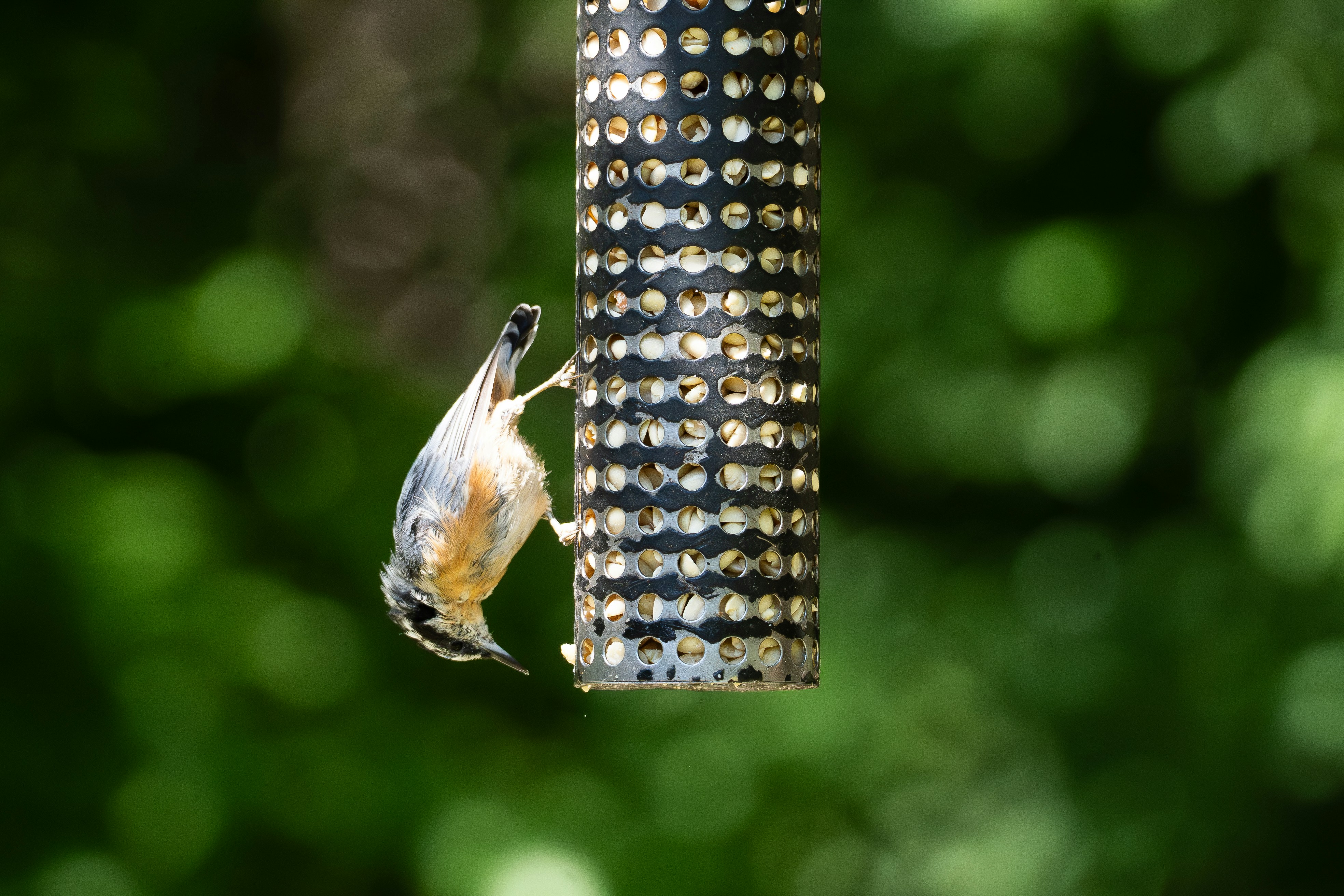 Seed-Feeder Acrobat: A Tiny Bird Clings to a Perforated Cylinder