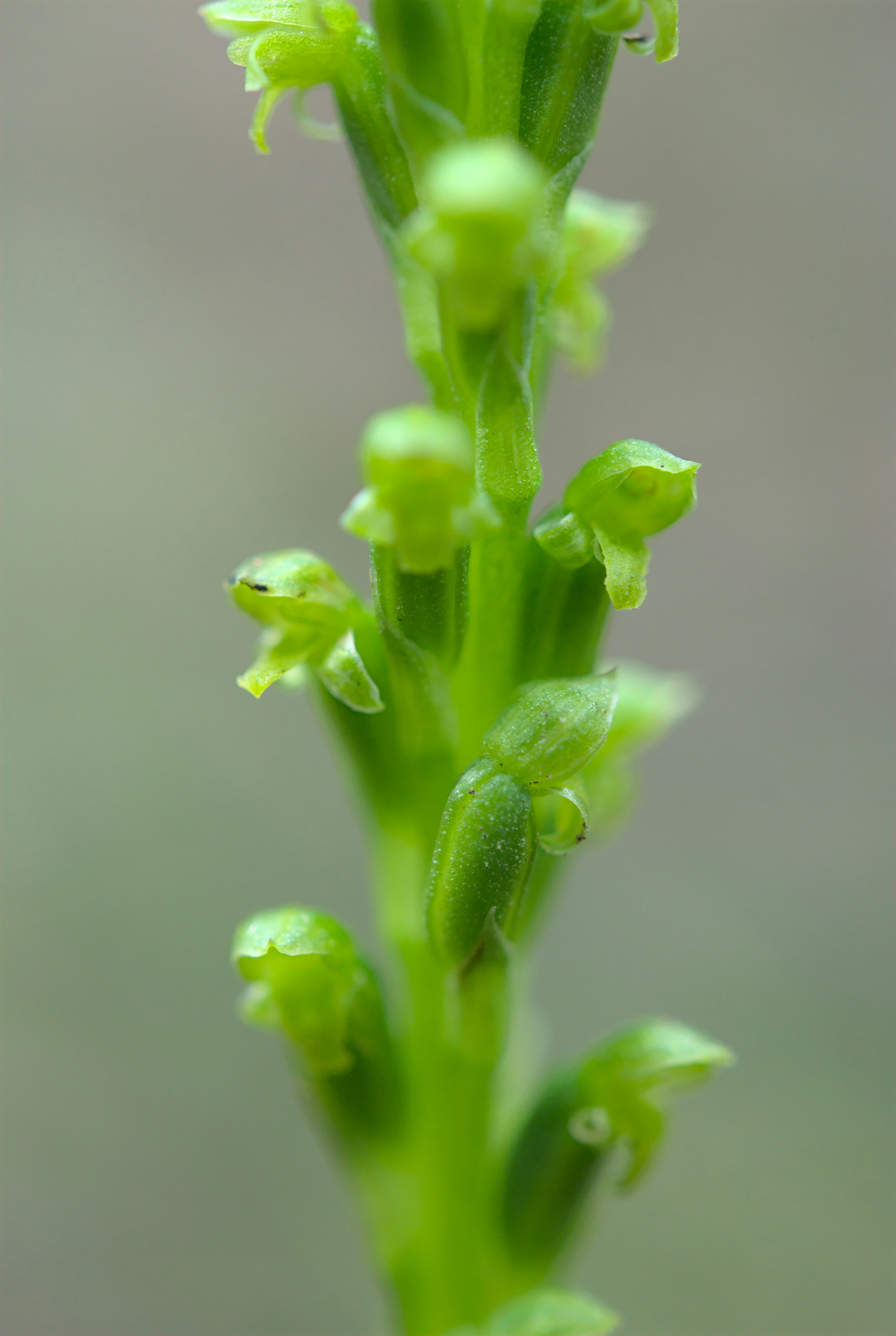 Emerald Spire: Macro Close-Up of Budding Green Stem