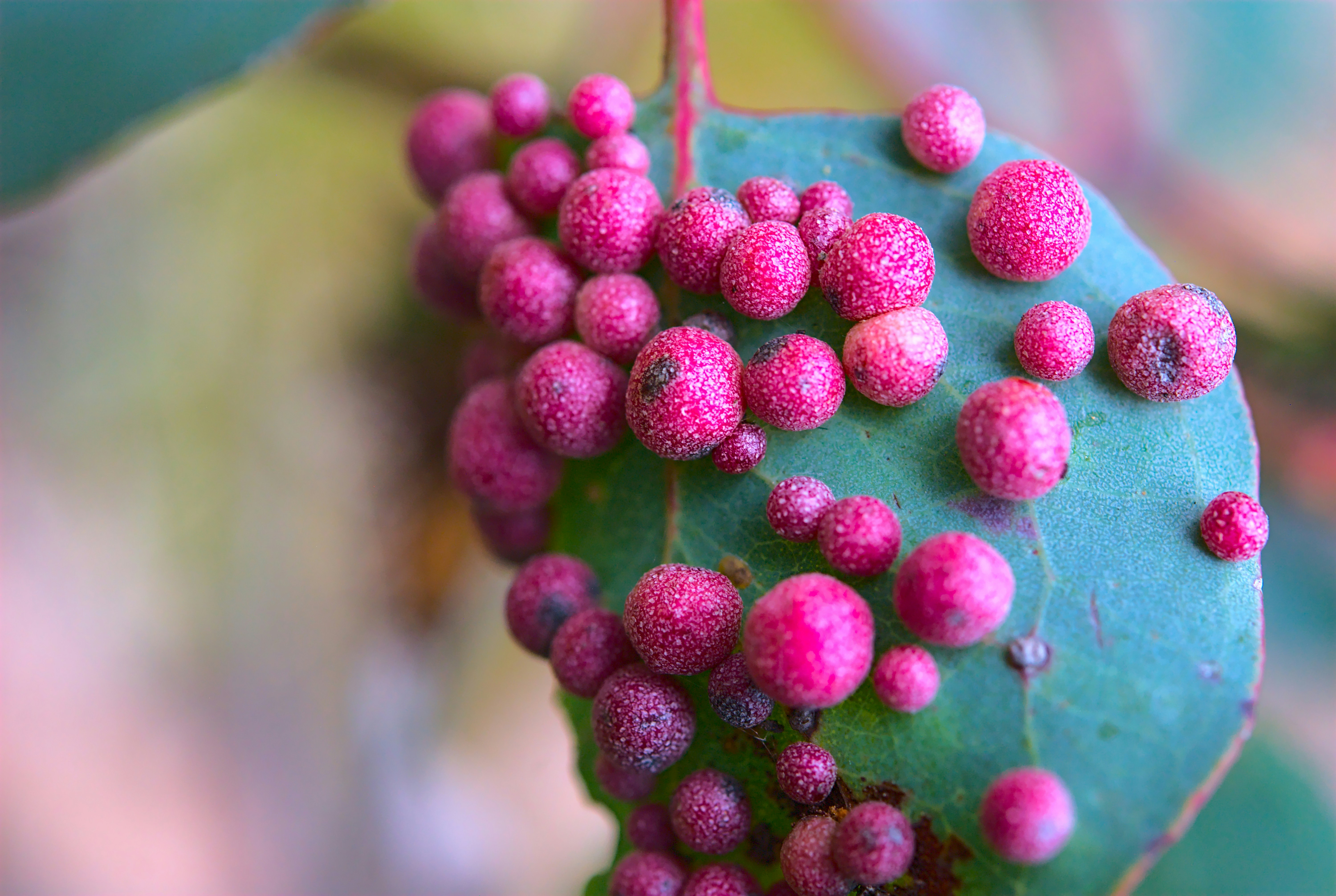Pink Berry Clusters Adorning a Teal Leaf: A Macro Study