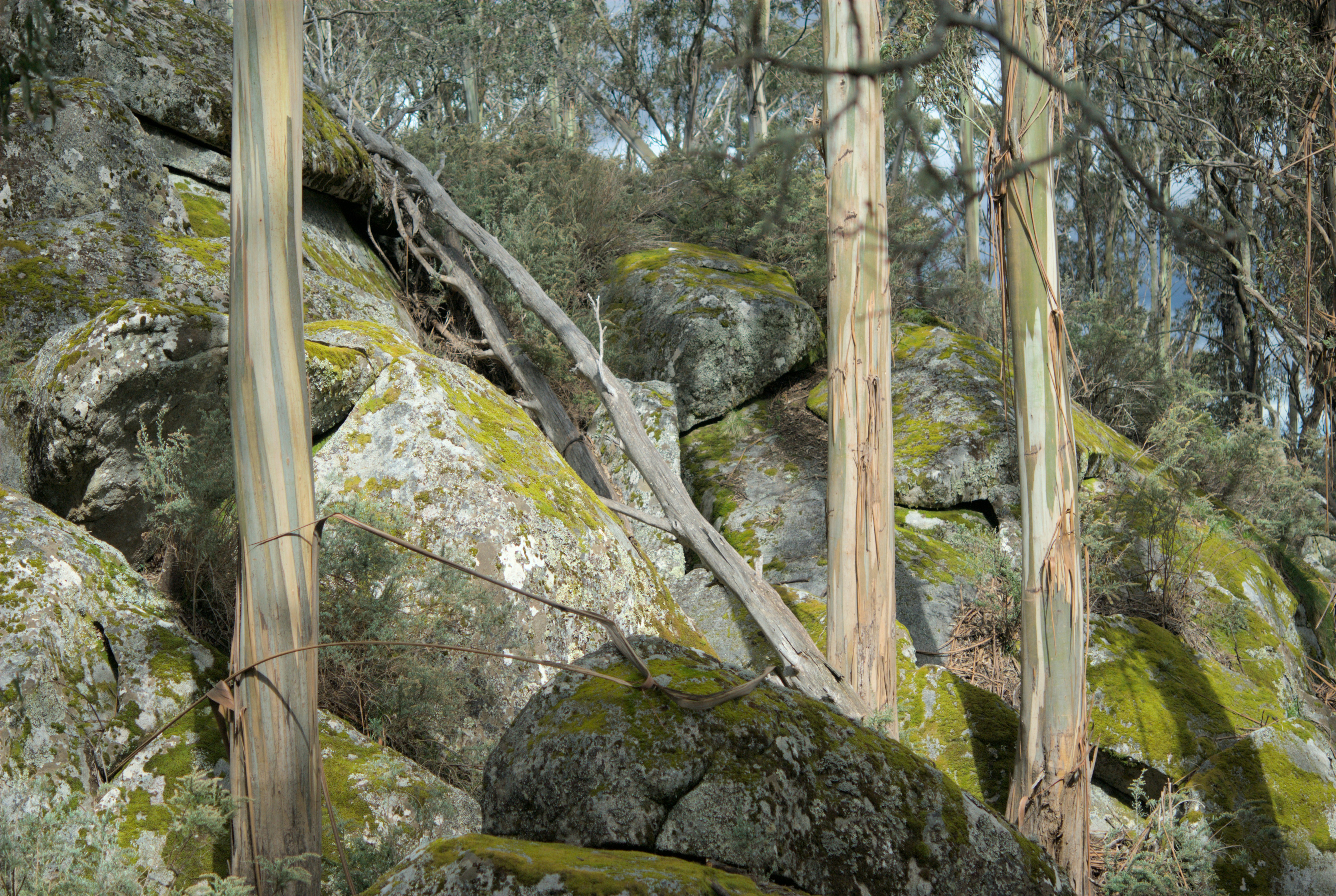 Weathered Rocks and Vertical Pines in Mossy Cliff Gap