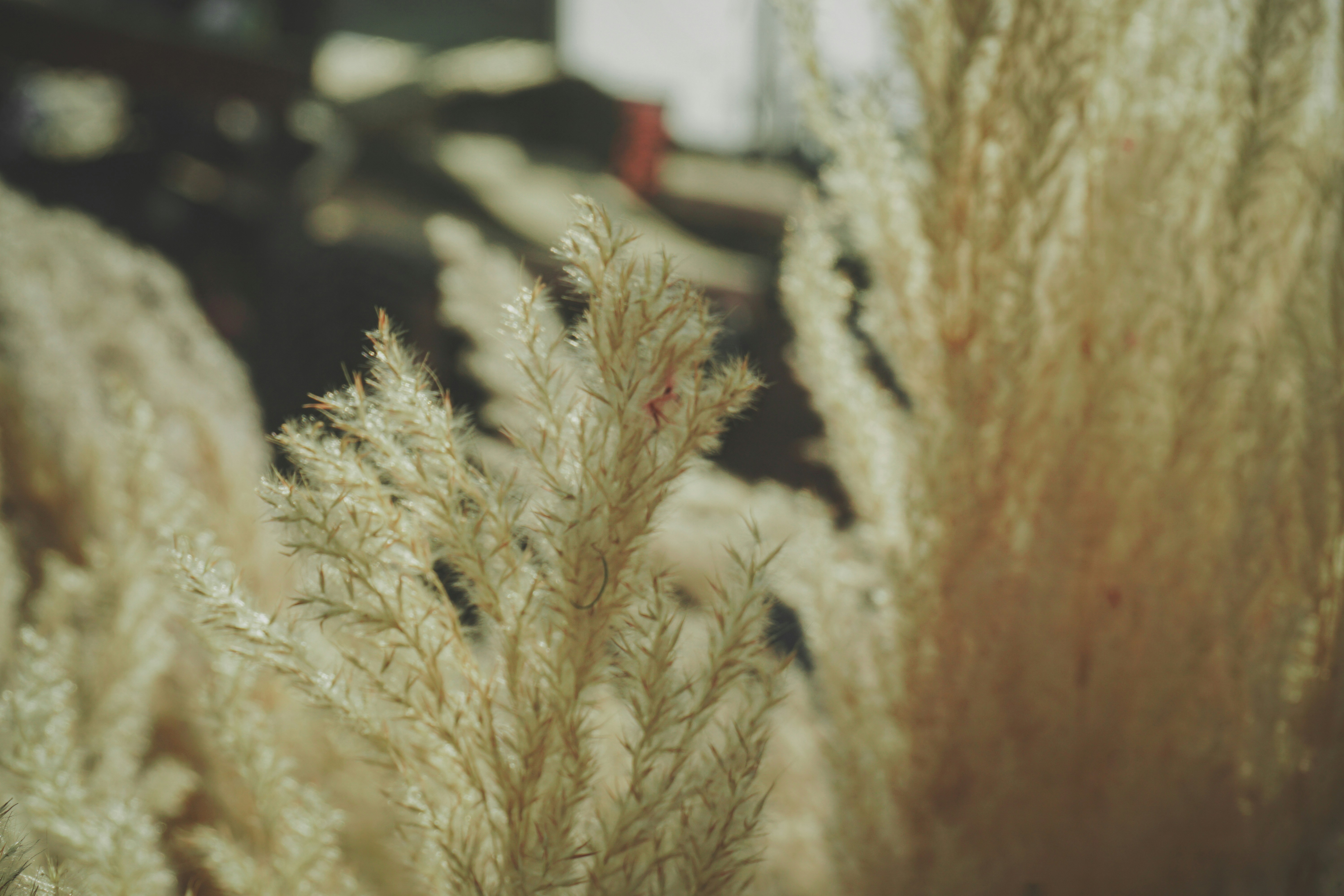 Sunlit Pampas: Feathered Plumes in a Golden Glow