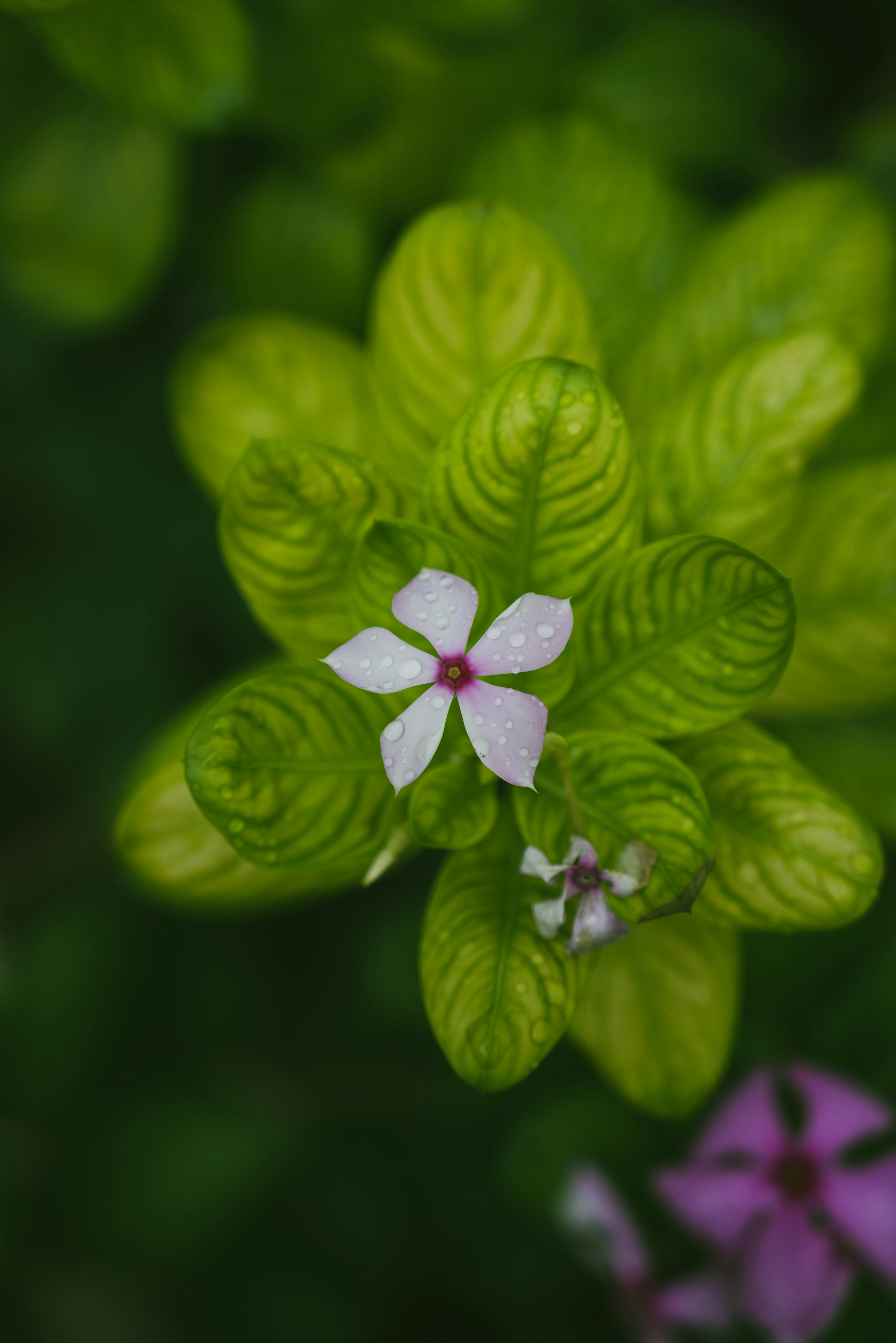 Photo by Ishan Sharma with Nikon Z5