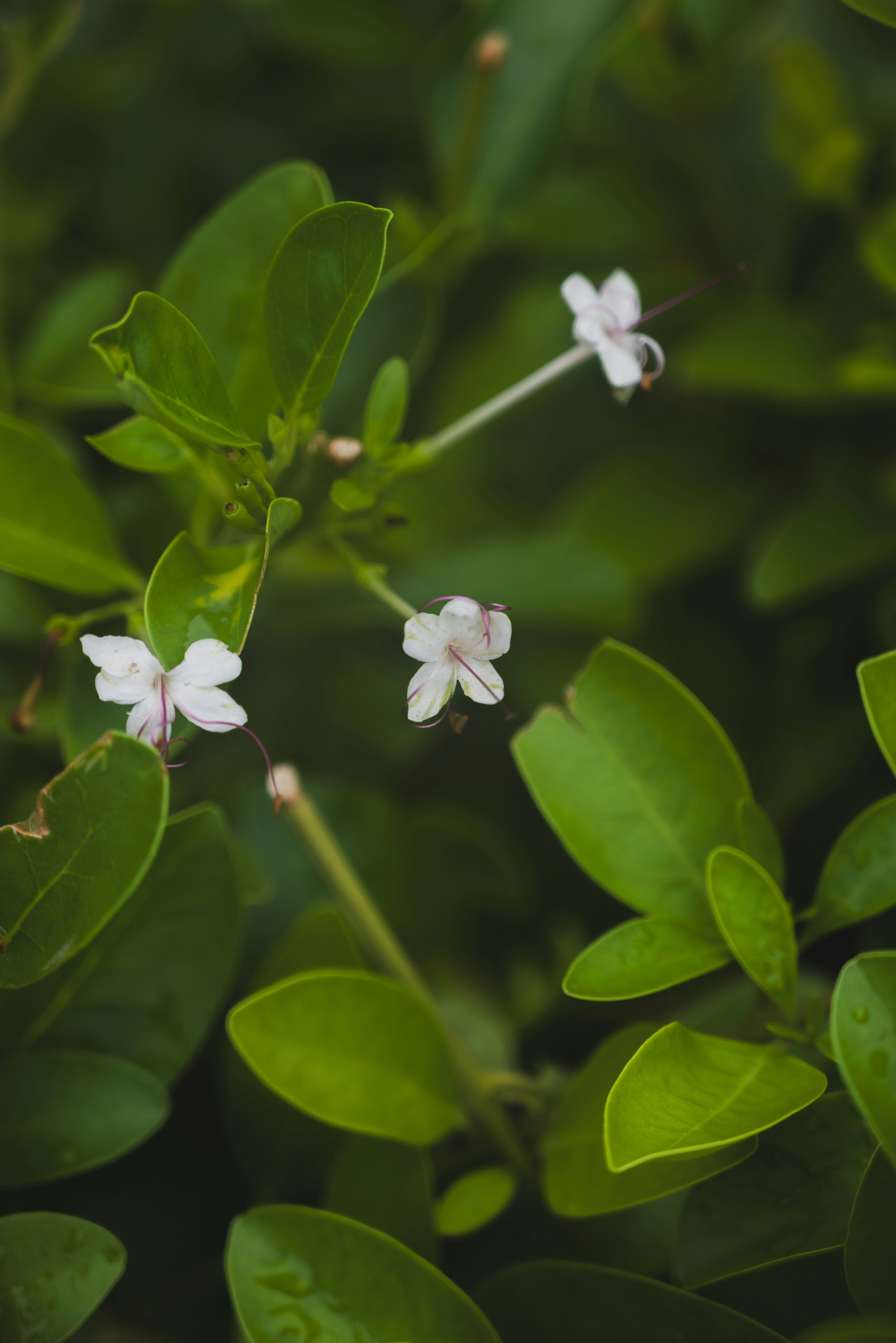Quiet Bloom: Pink-veined White Petals Amid Emerald Foliage