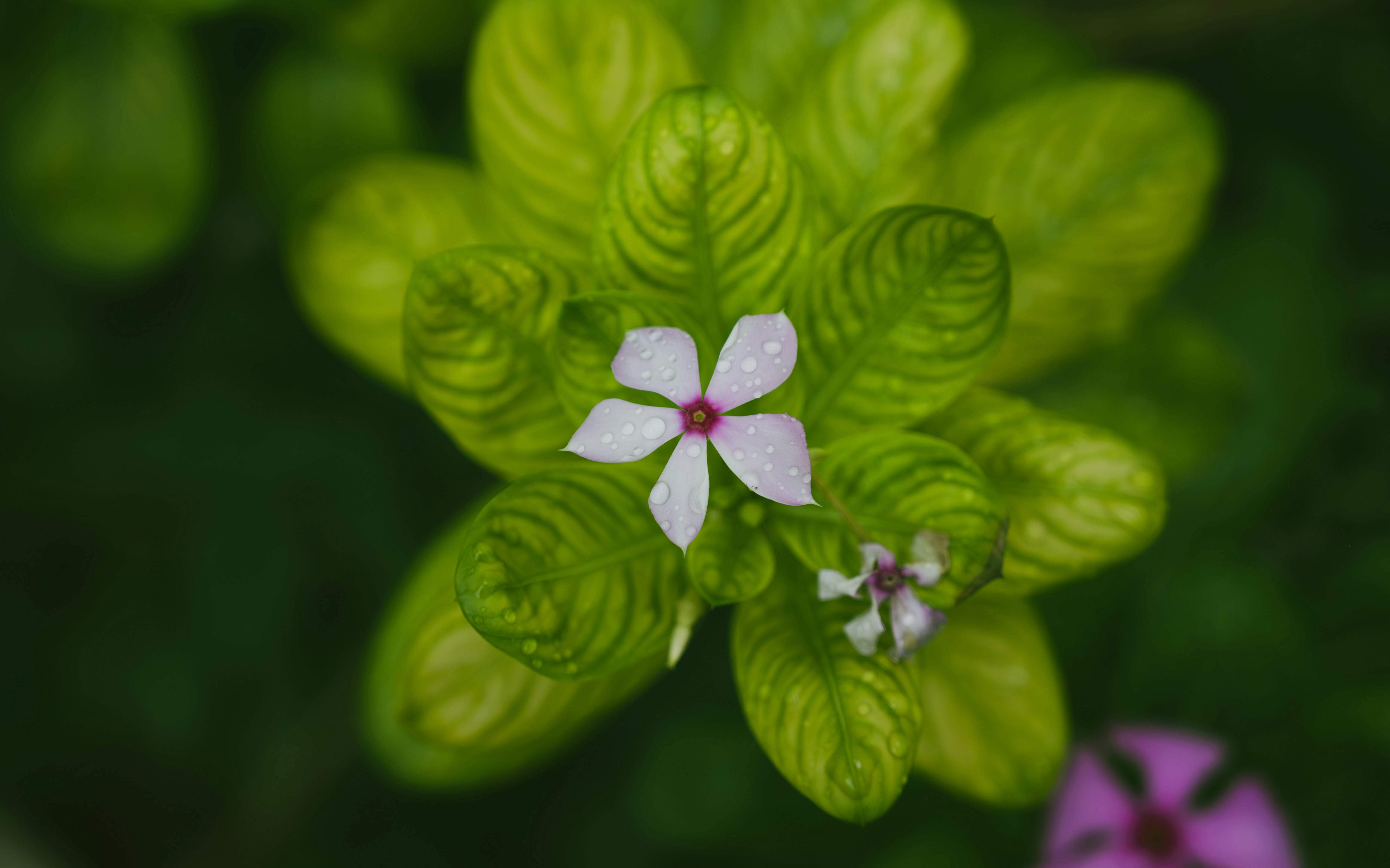 Photo by Ishan Sharma with Nikon Z5