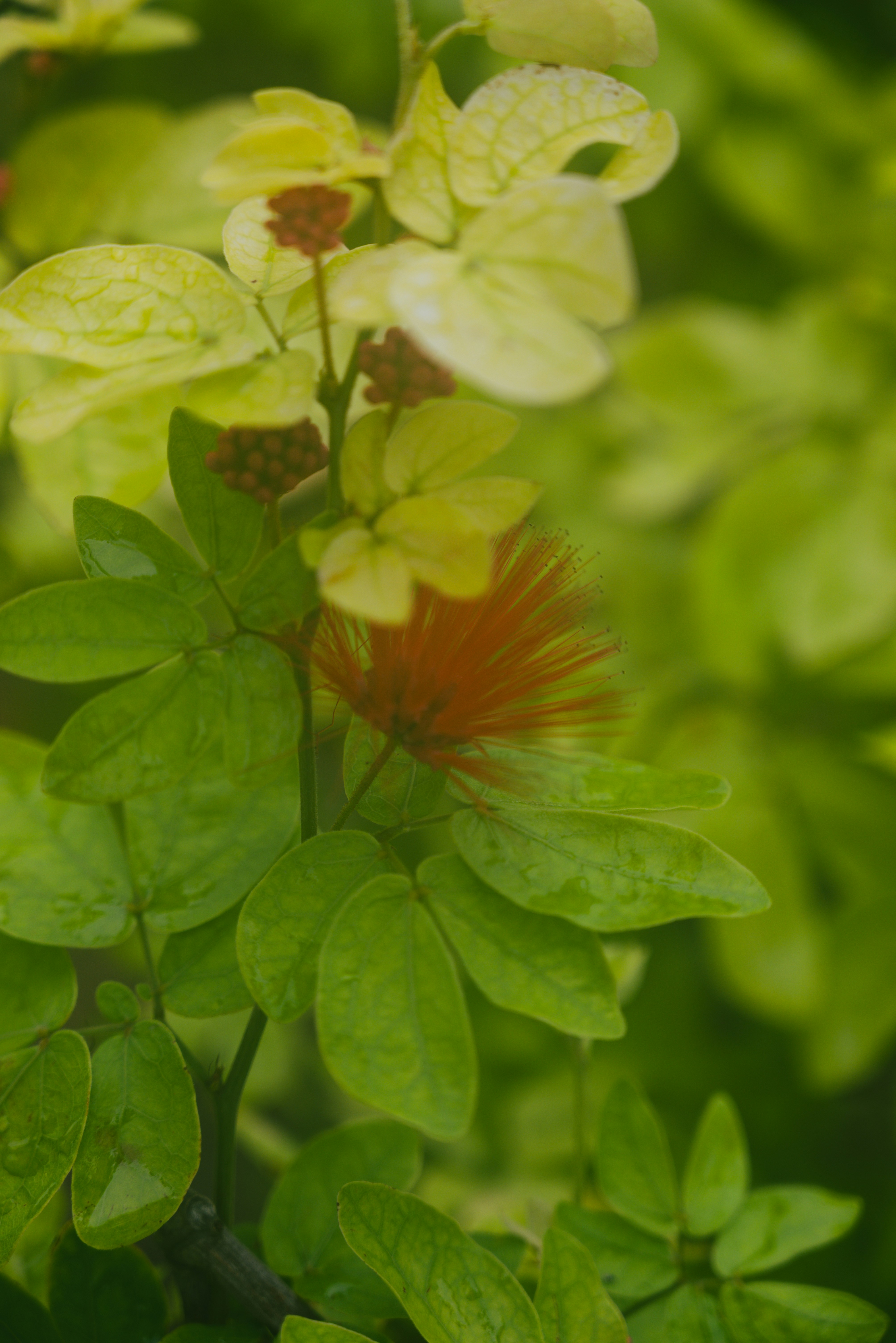 Coral Bloom Through a Gentle Green Veil