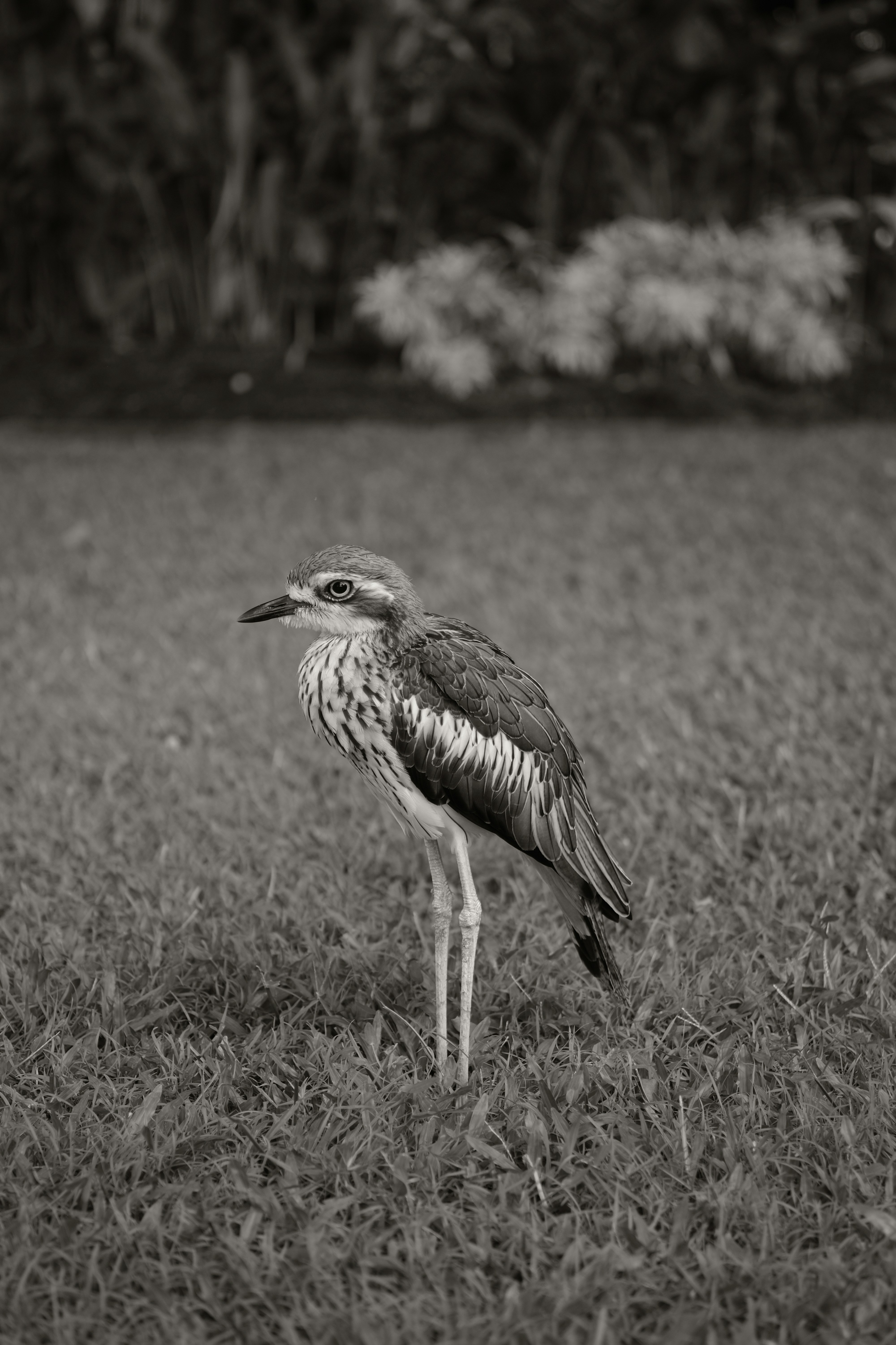 Monochrome Sentinel: A Streaked Wader Pausing in the Grass