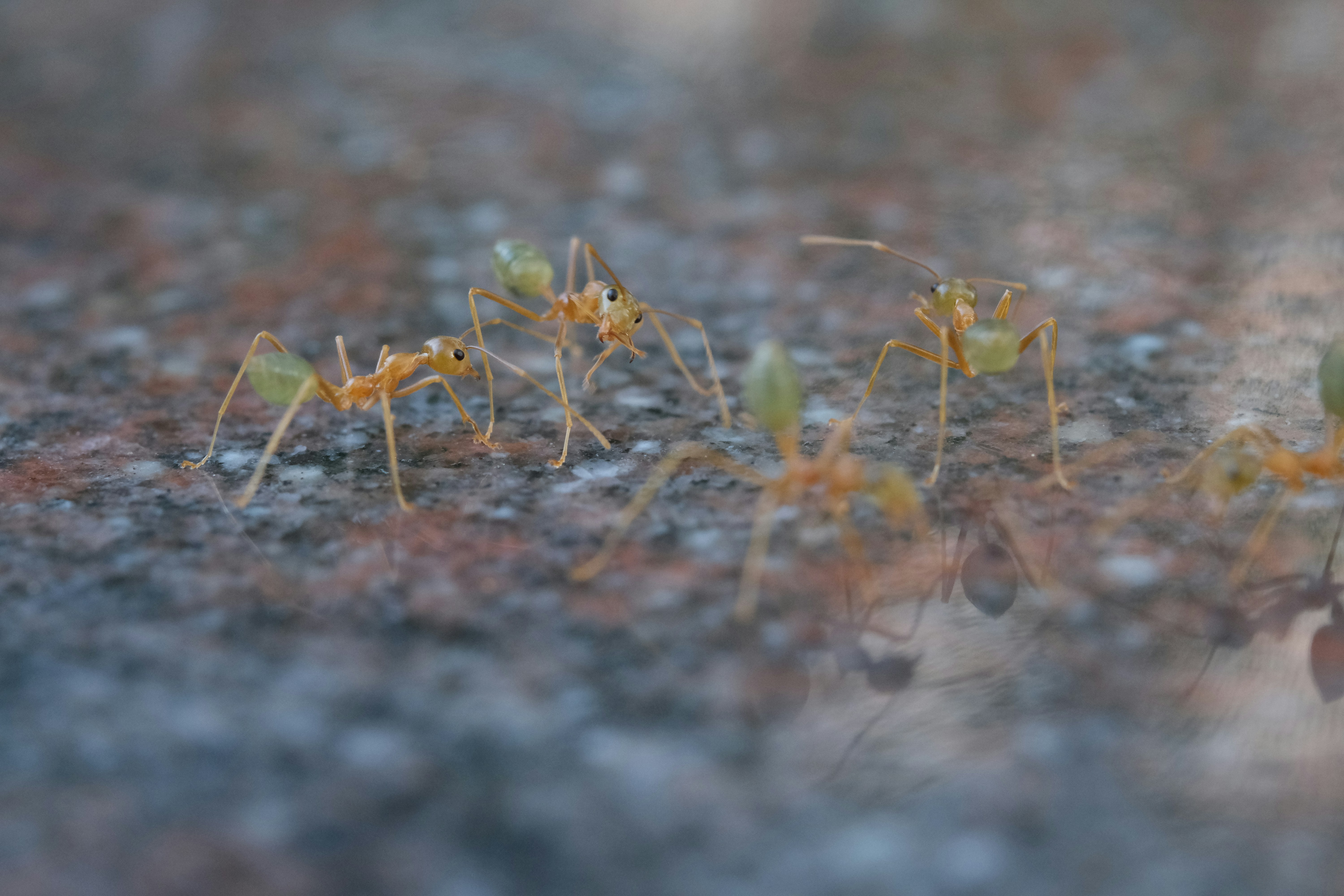 Amber Ant Parade on a Quiet Wet Surface
