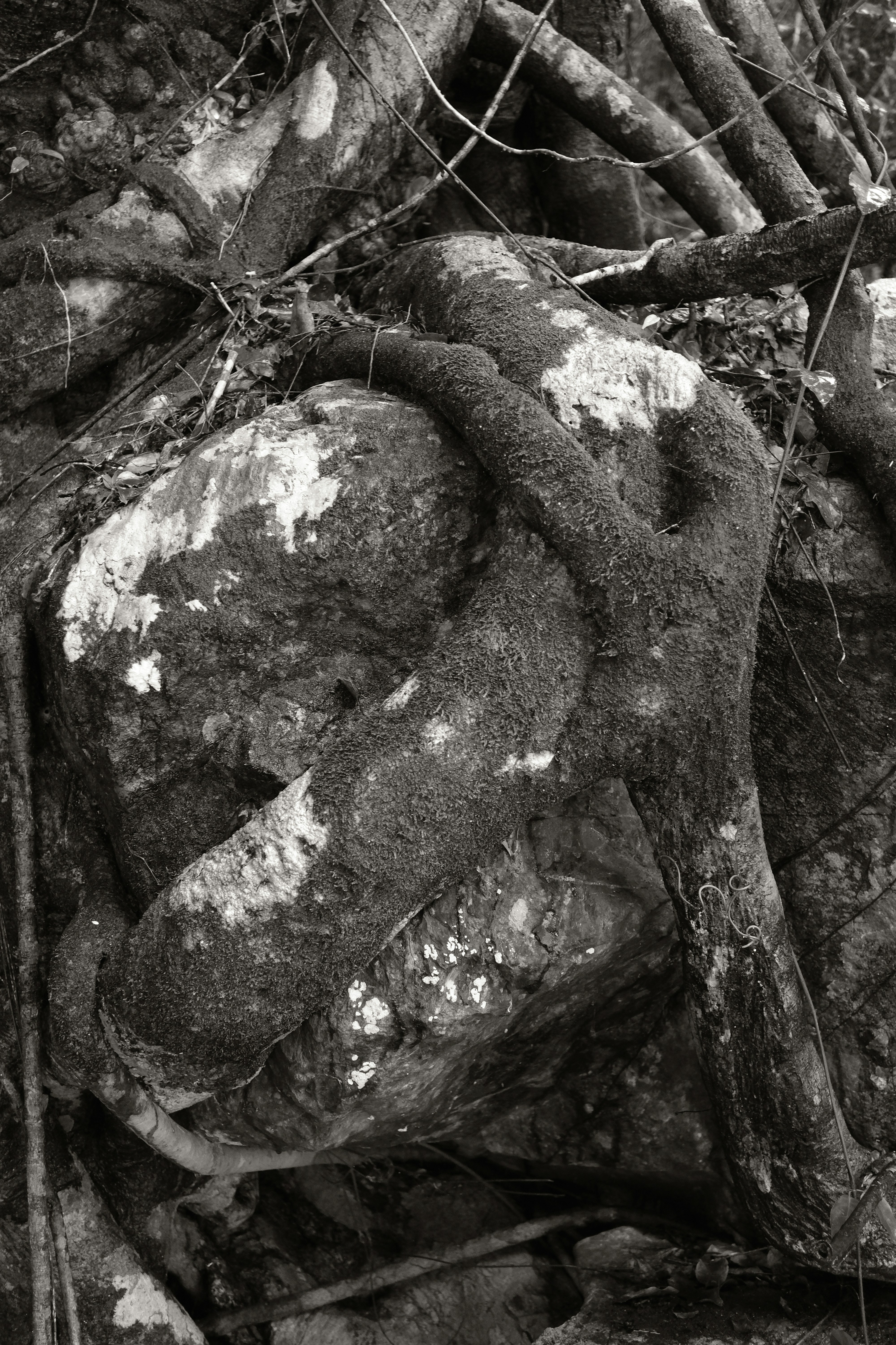 Monochrome Entanglement: Roots Weaving Through a Weathered Rock