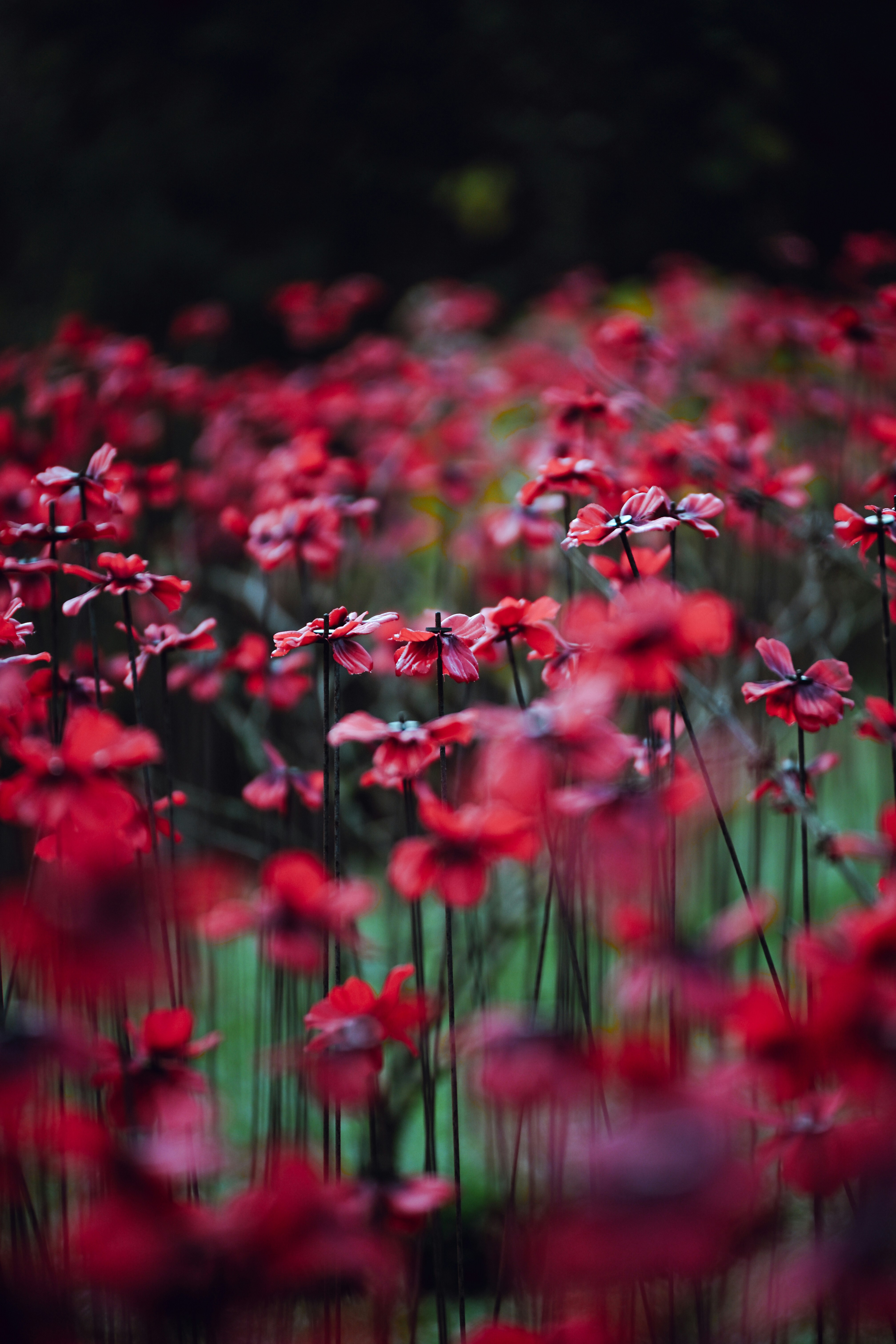 Poppies (Rememberance Sunday)