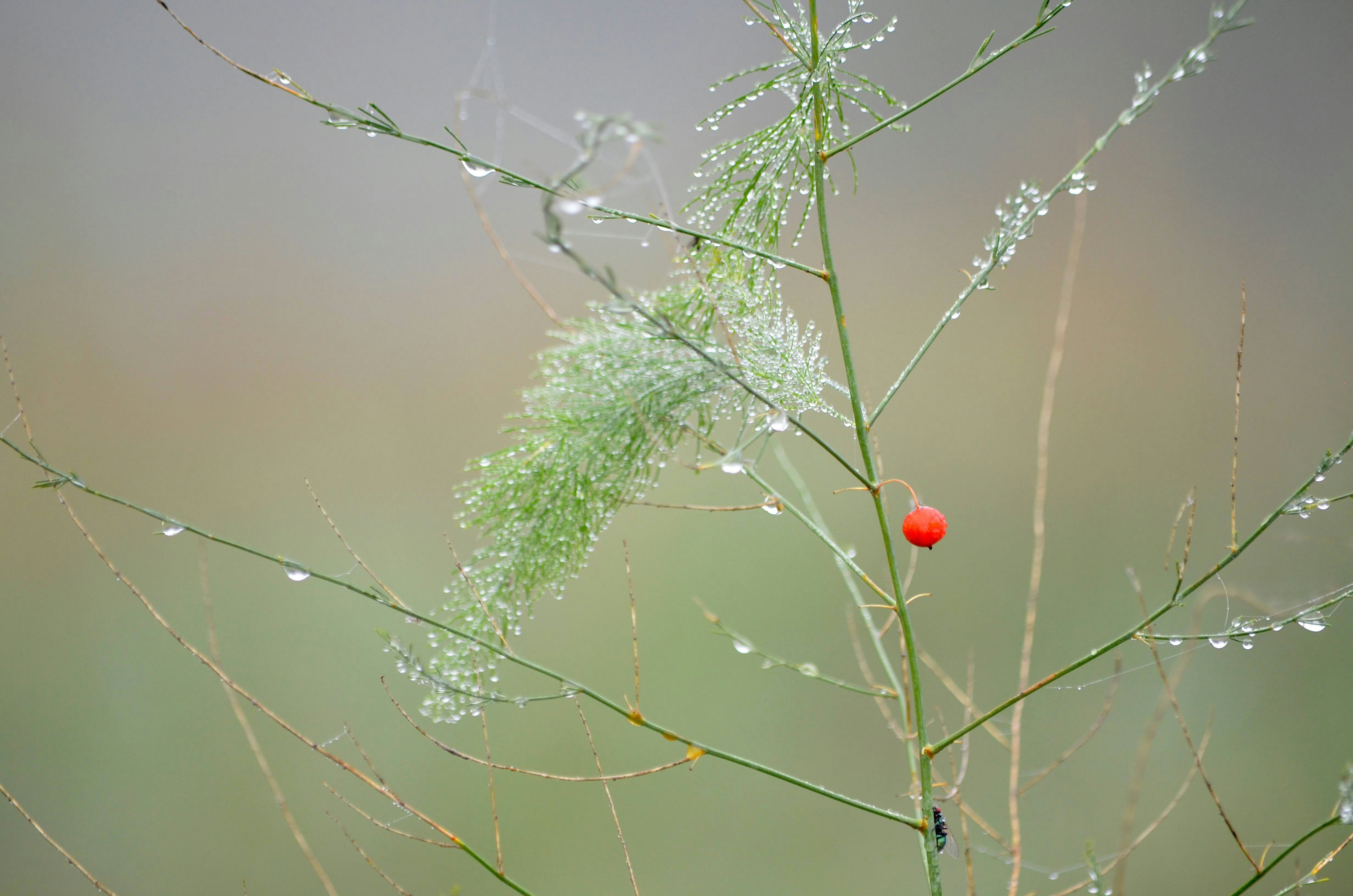 Crimson Pearl on a Dew-Woven Stem