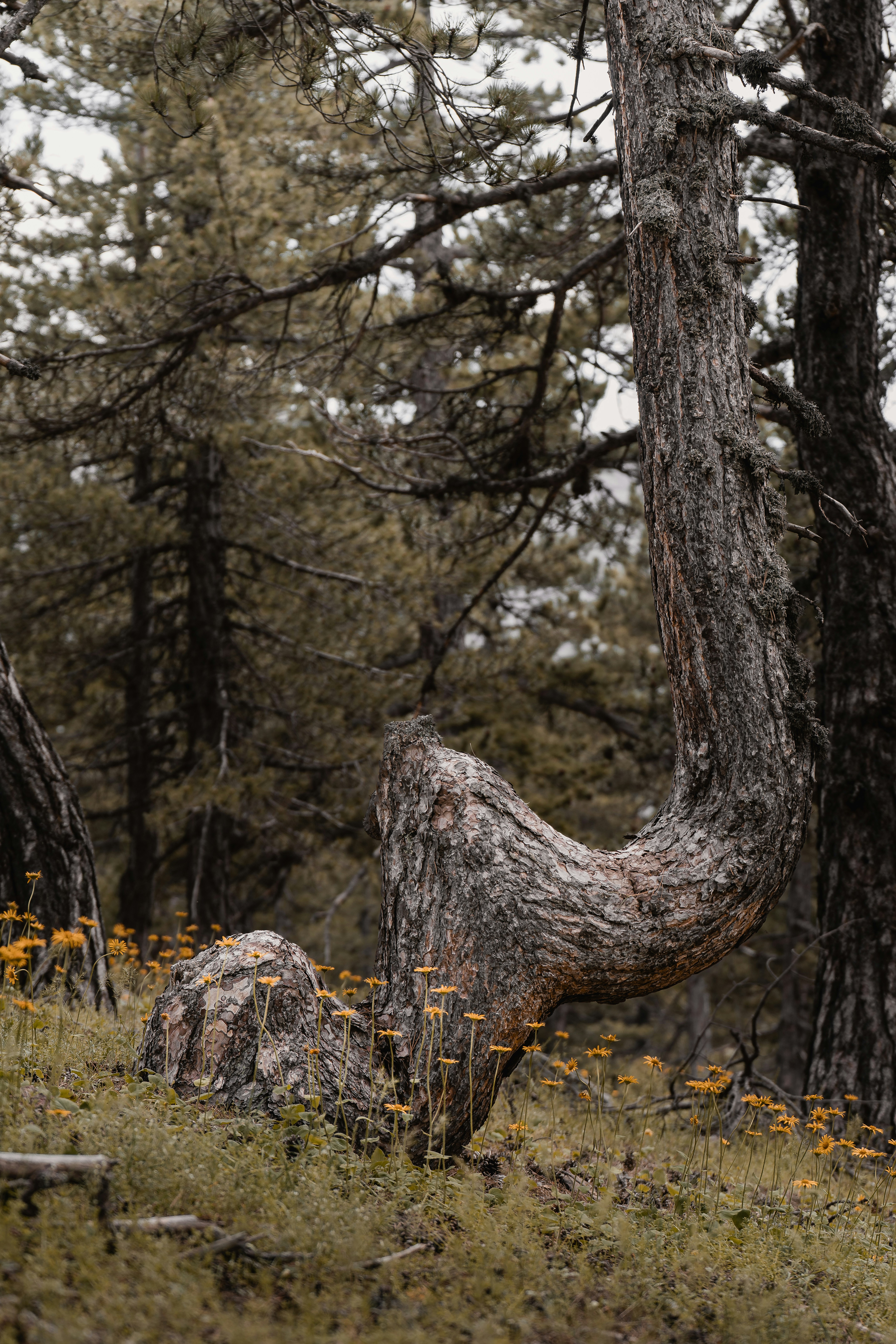 Twisted tree trunk with yellow flowers in forest photo – Free ...