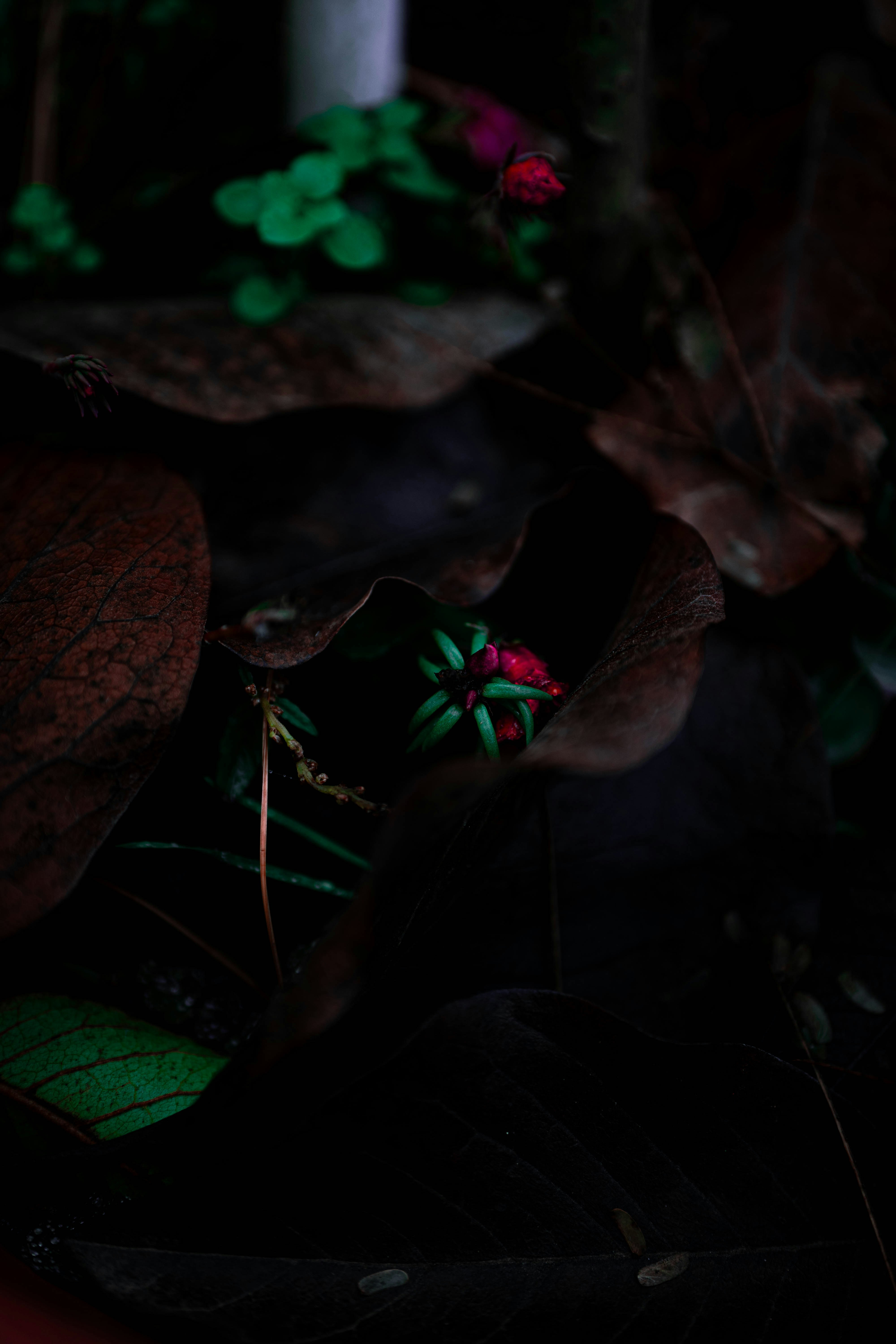 Red and green flower buds nestled among dark leaves.