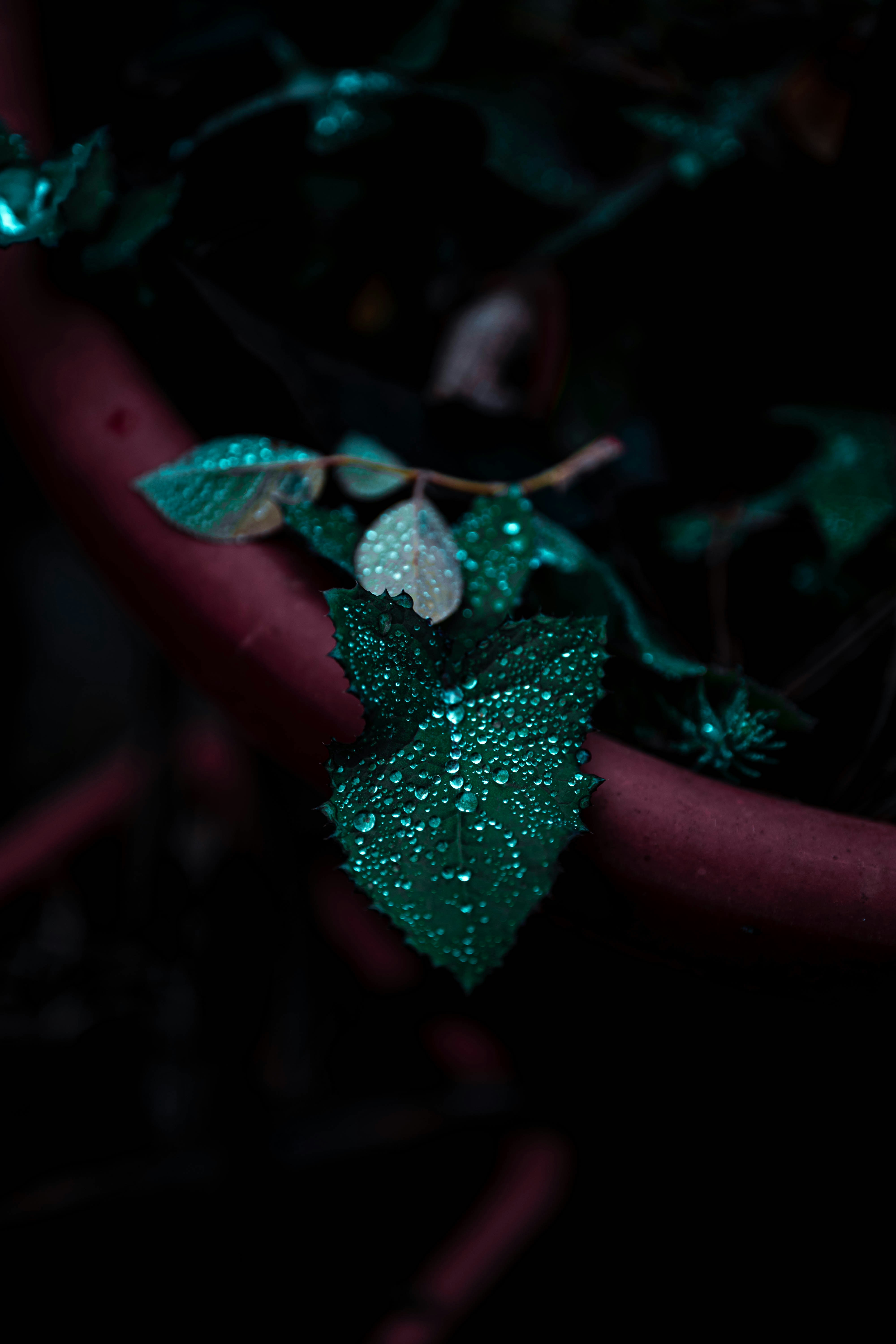 Dew-Kissed Leaf Amid Dark Velvet Vines