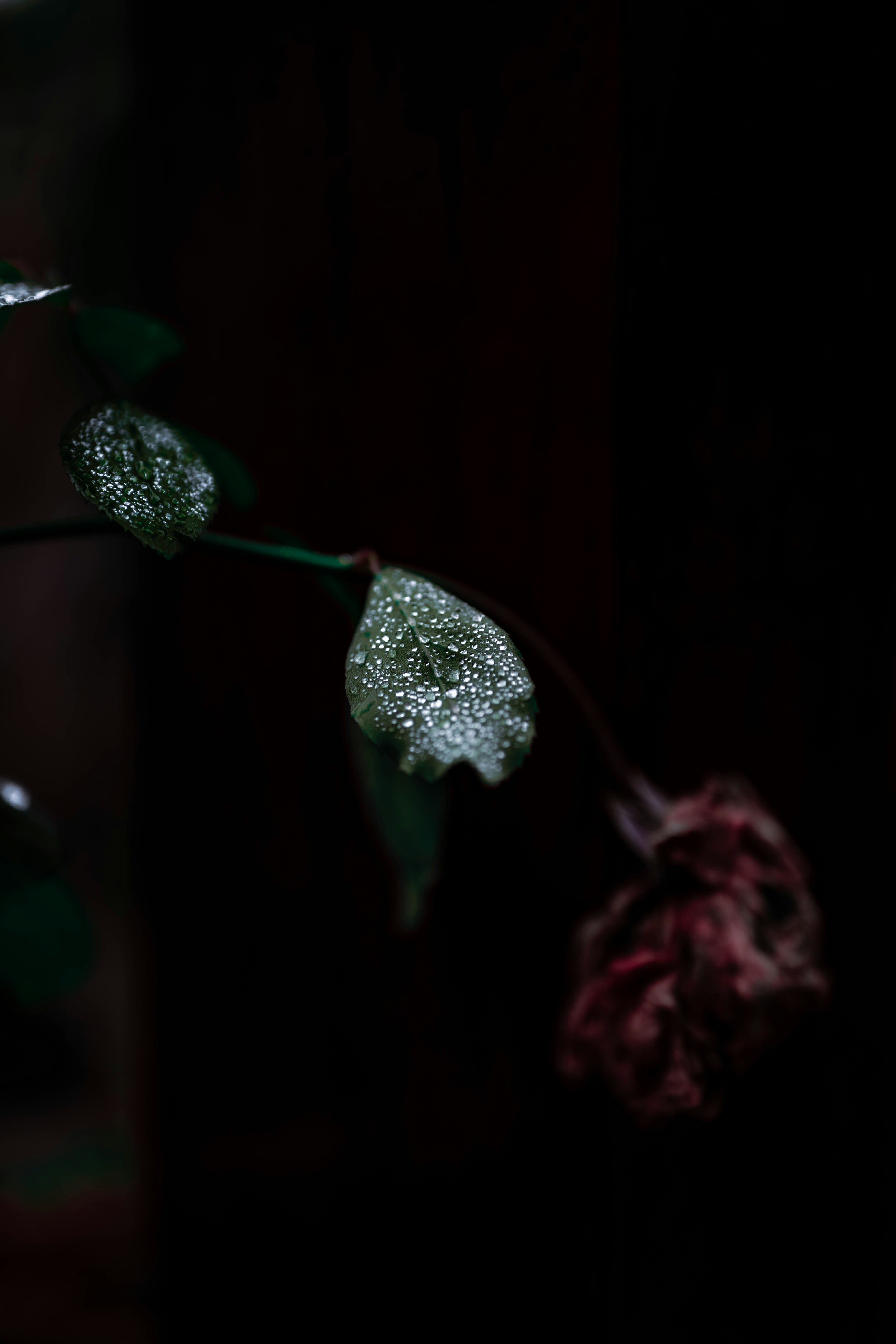 Droplet-coated Rosebud in a Velvet Night