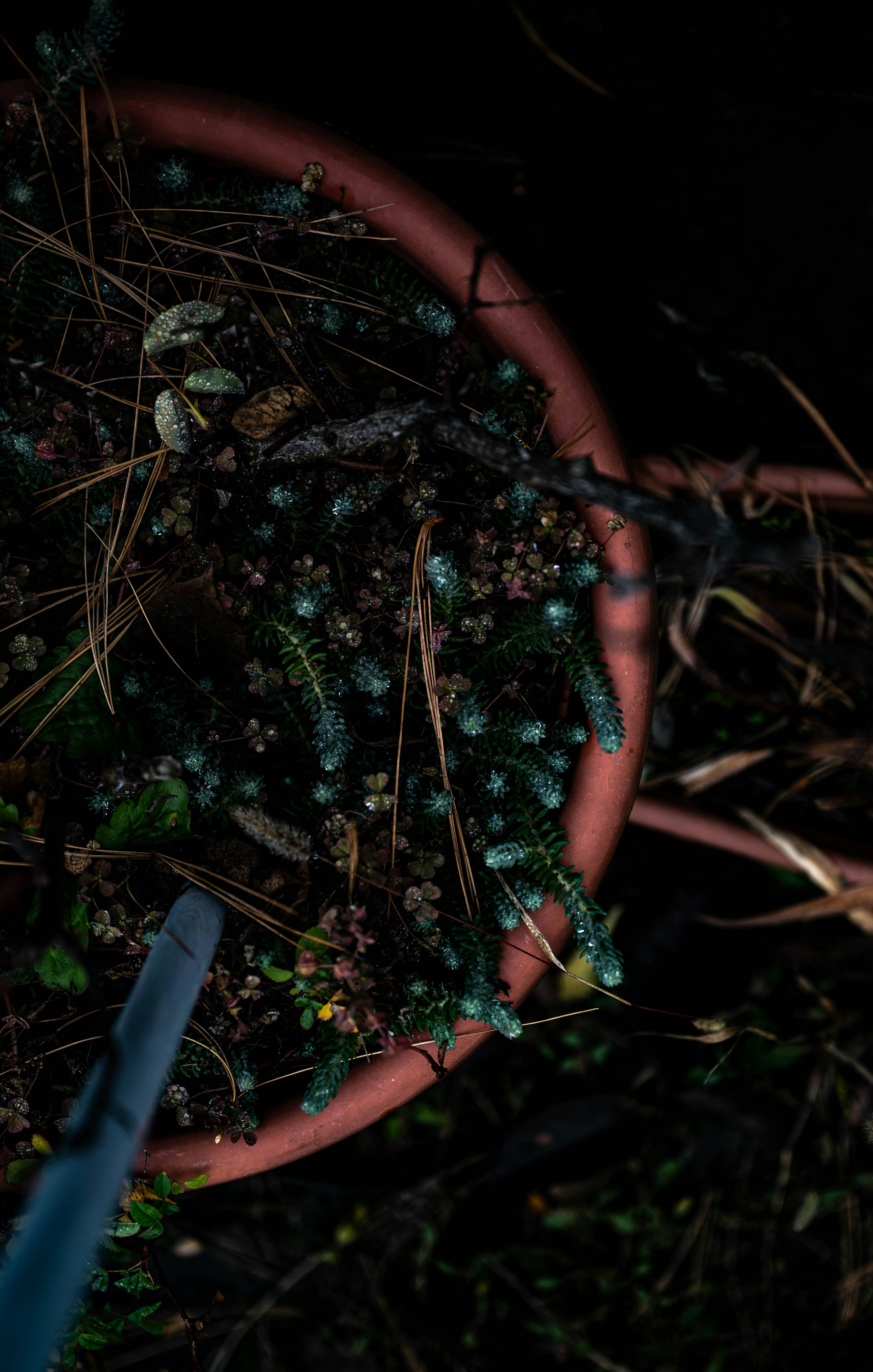Moody Micro-Garden: Moss and Pine Needles in a Clay Pot