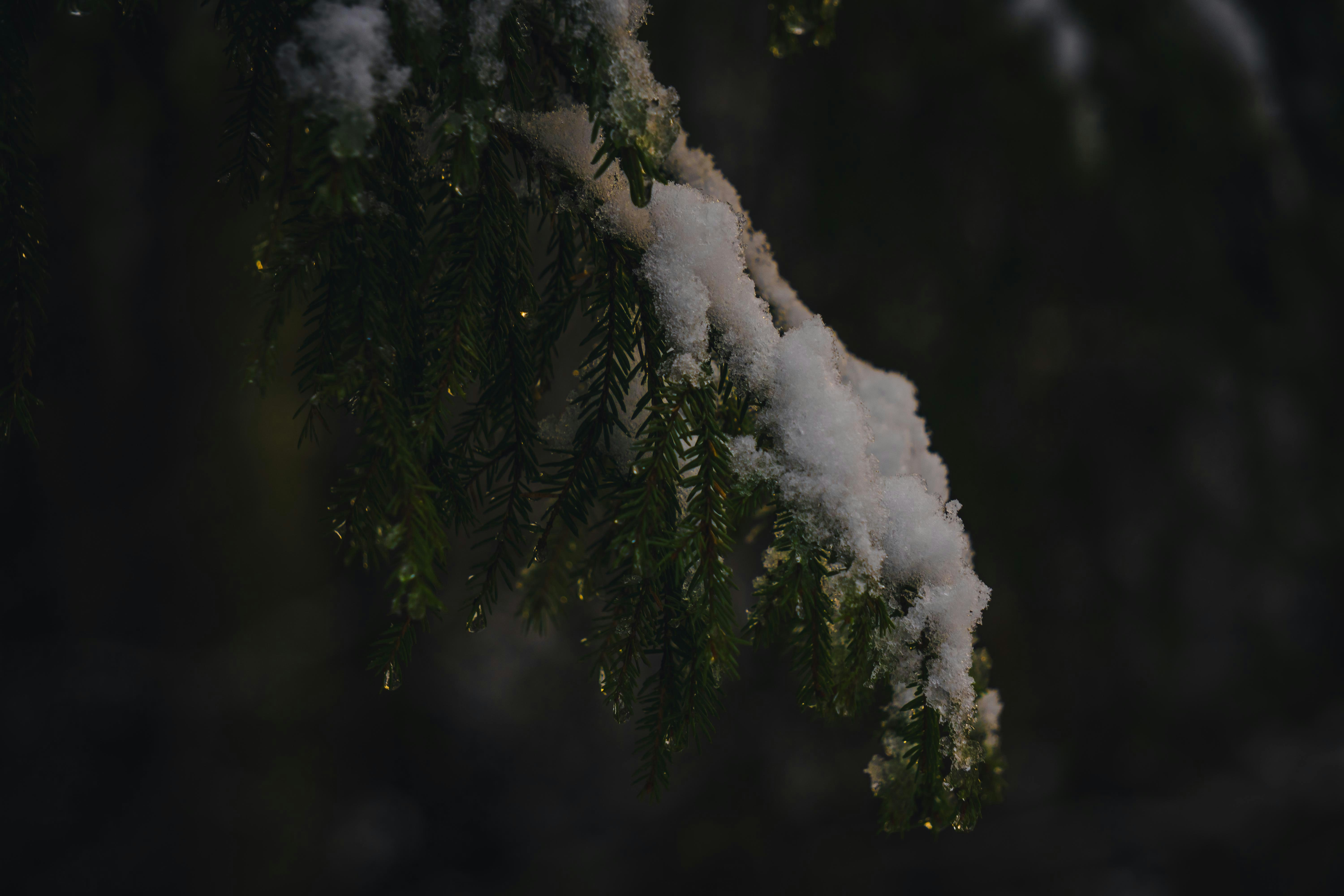 Snow covered evergreen branch in dark forest. photo – Free Forest Image ...