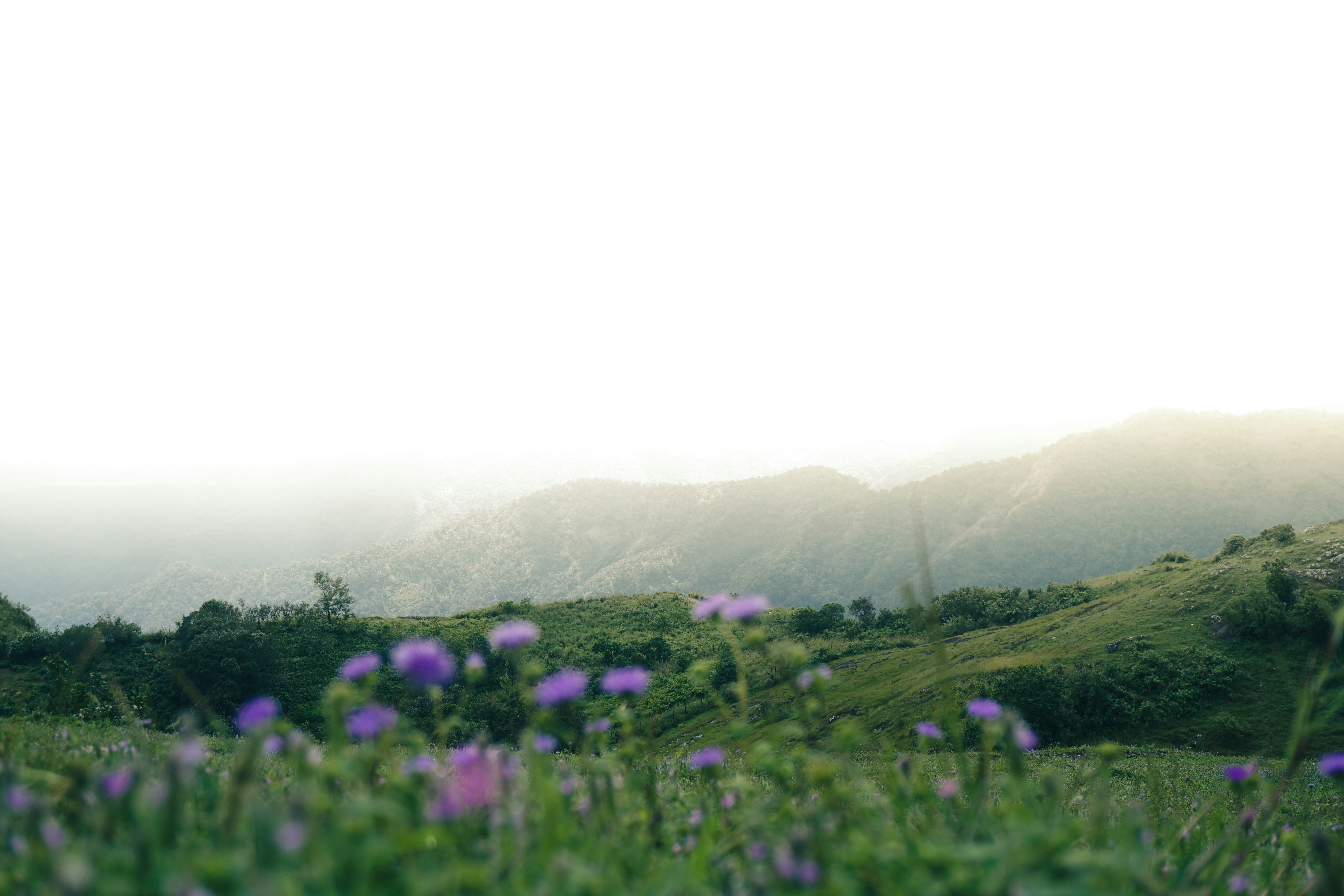 Mist-Kissed Ridge: Purple Blooms Thread a Quiet Highland Meadow