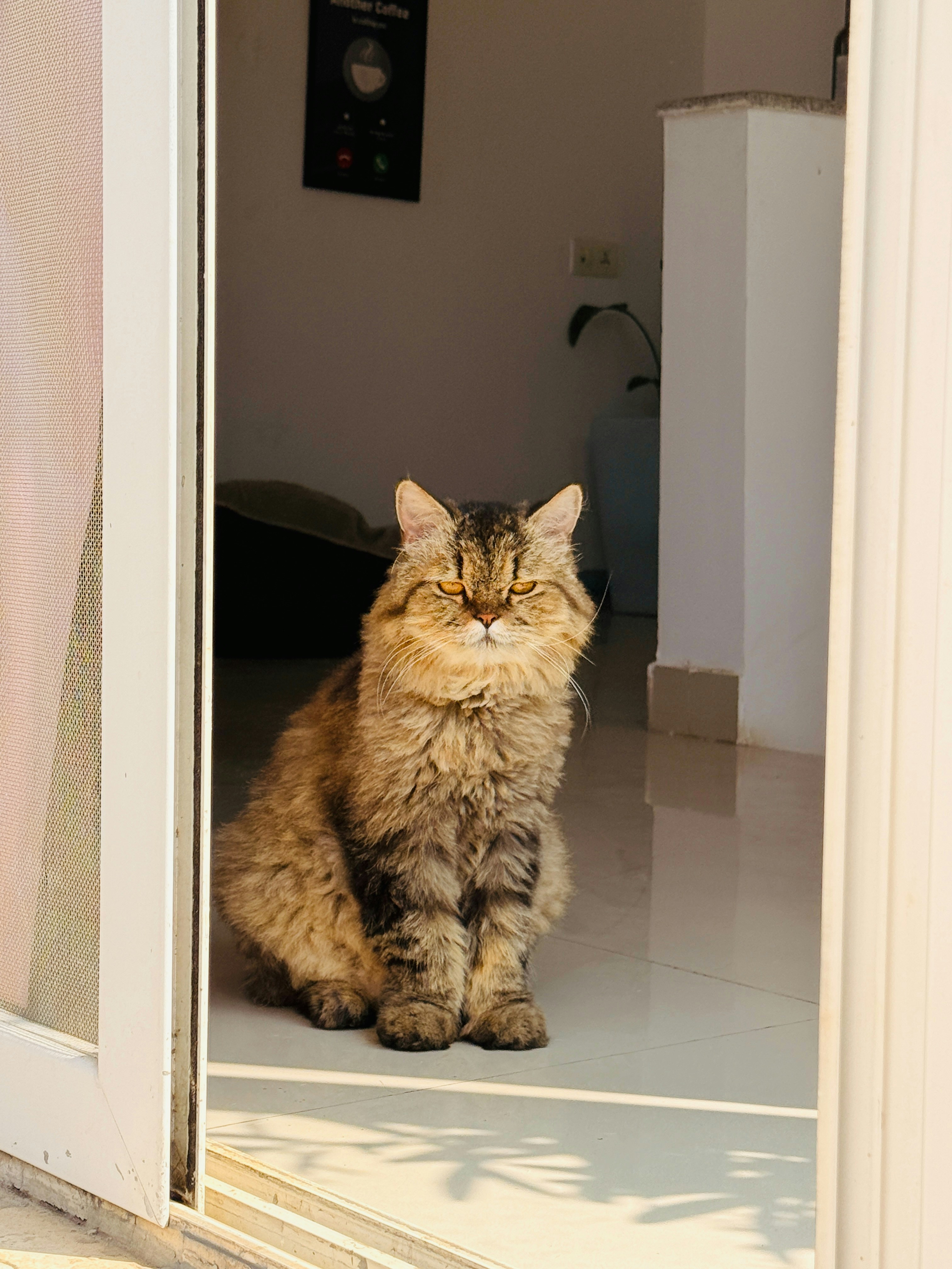 Sunlit Threshold Guardian: A Fluffy Cat in a Quiet Doorway