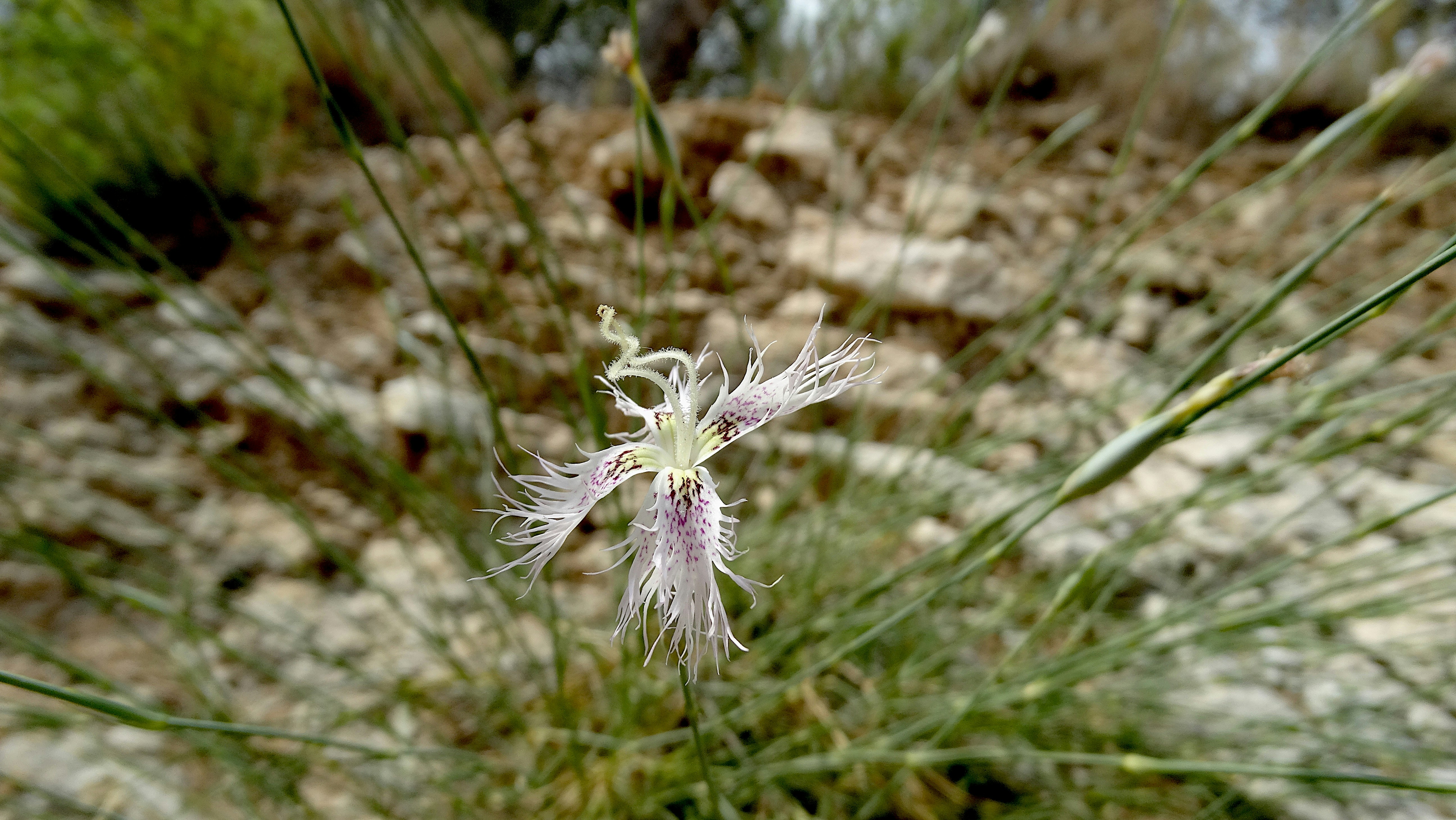 Whispering Seedhead: A Delicate Bloom in a Pebble Field