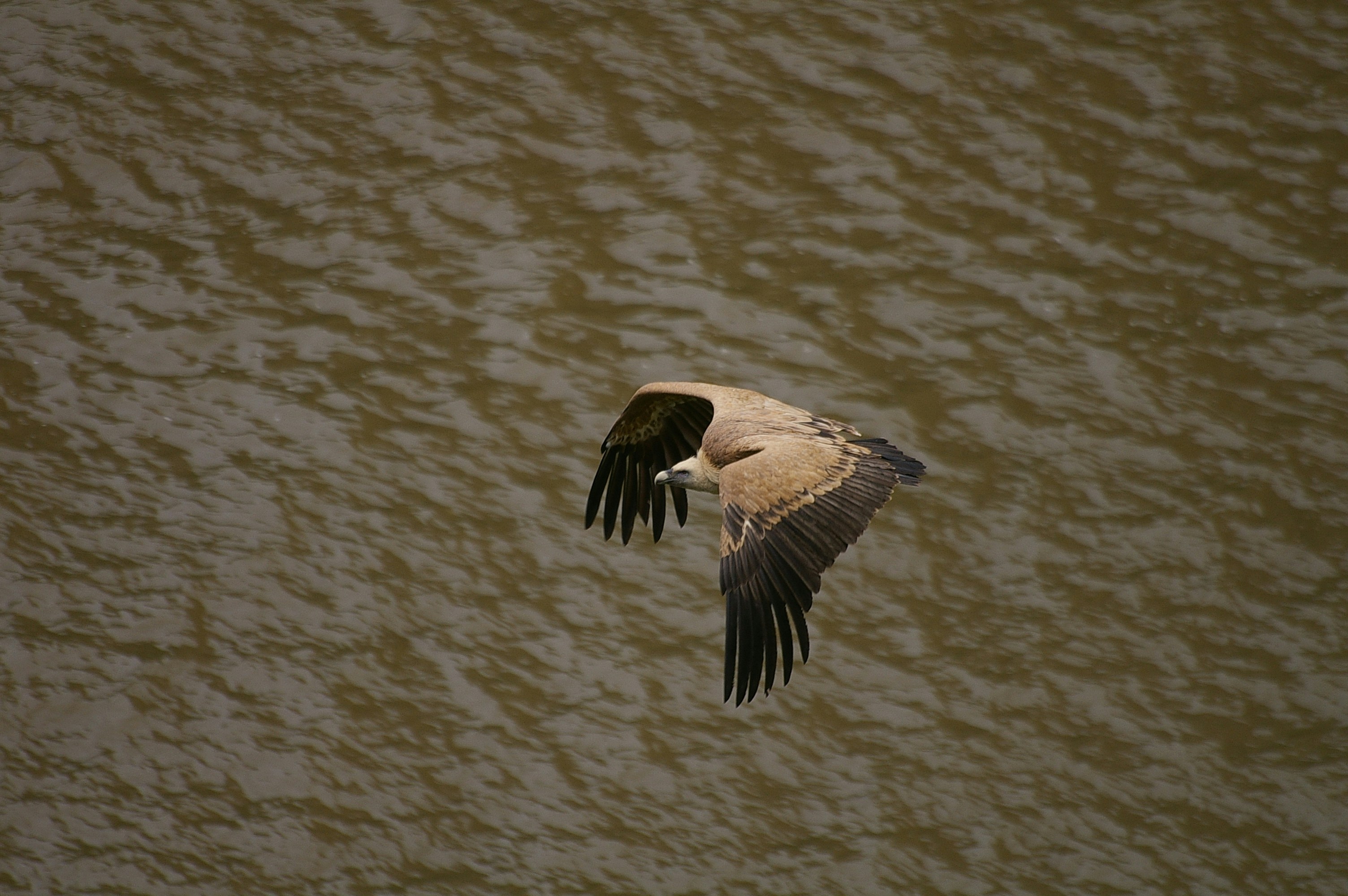 A griffon vulture in flight over brown water
