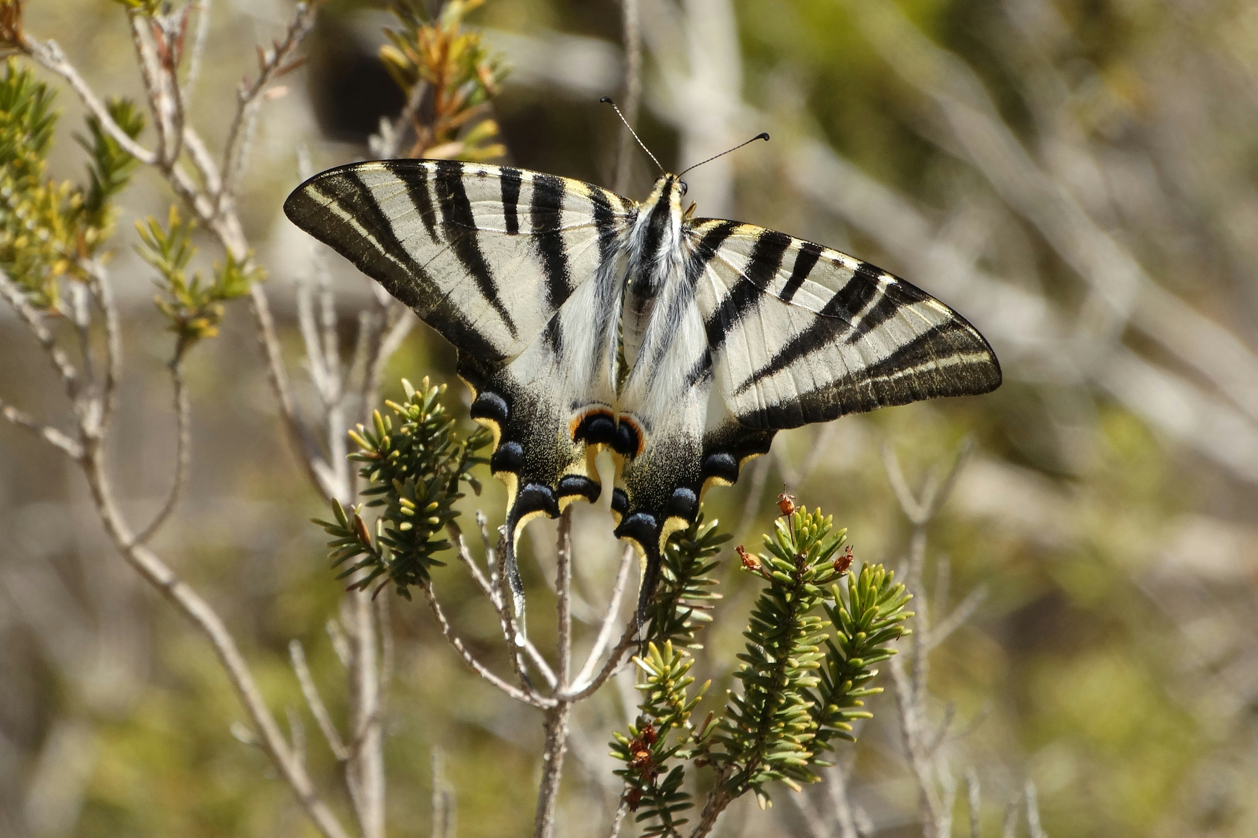 Zebra Swallowtail Perches on Needleleaf in Sunlit Scrub