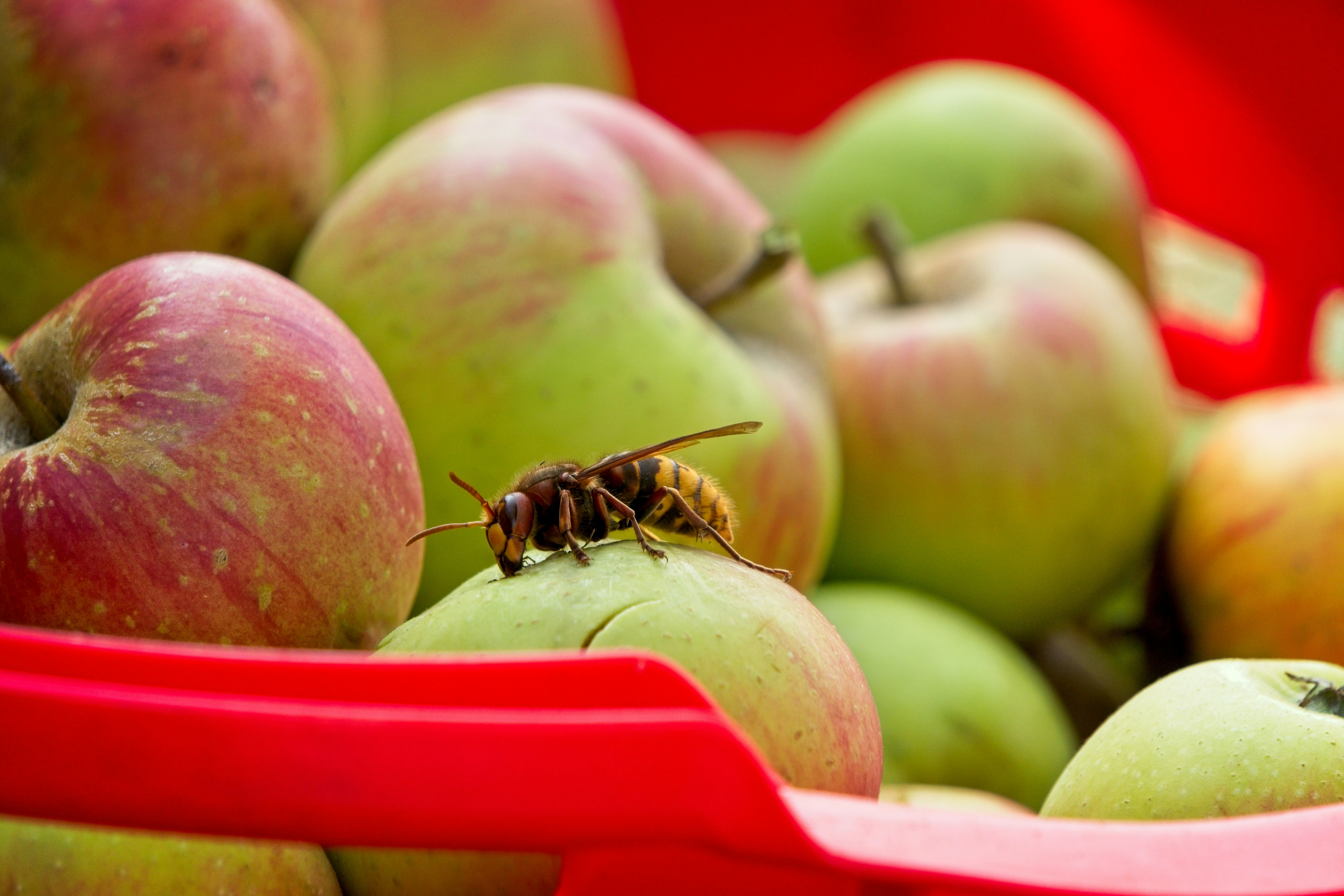 Bee Pausing on a Green-Red Apple in a Crimson Basket