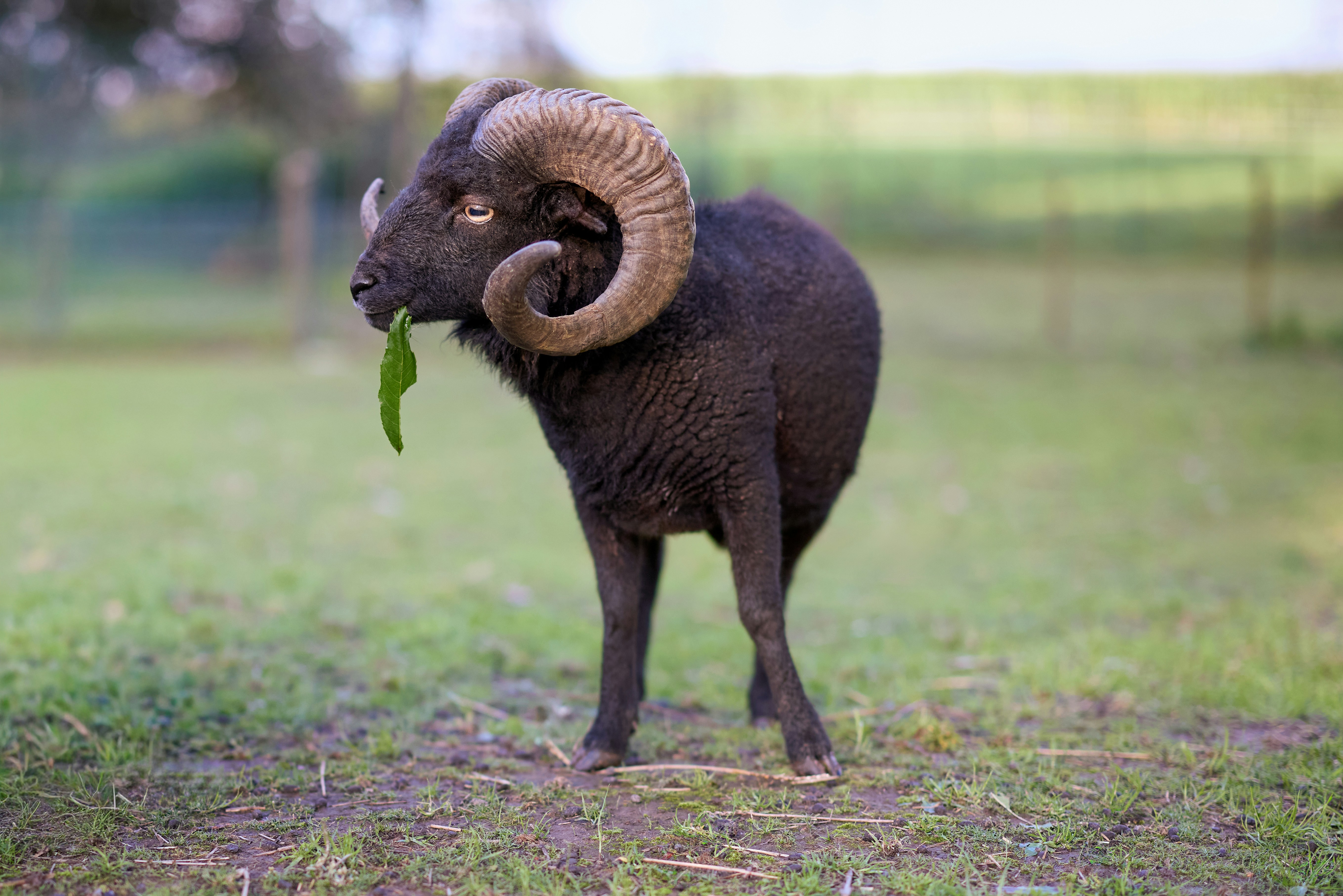 A black ram with large curled horns eating grass. photo – Free Animal ...