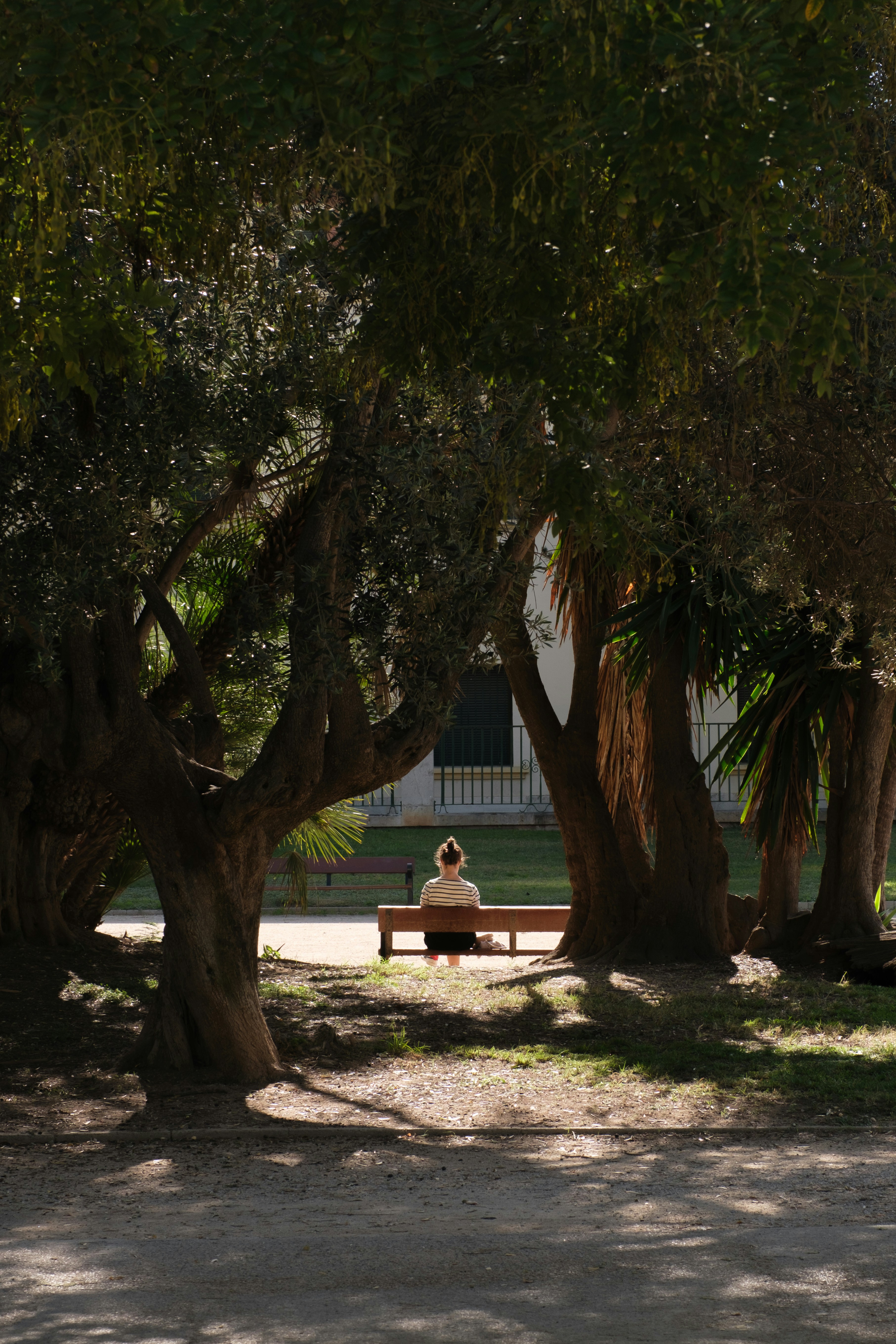 Solitary Pause Beneath a Canopy of Ancient Trees