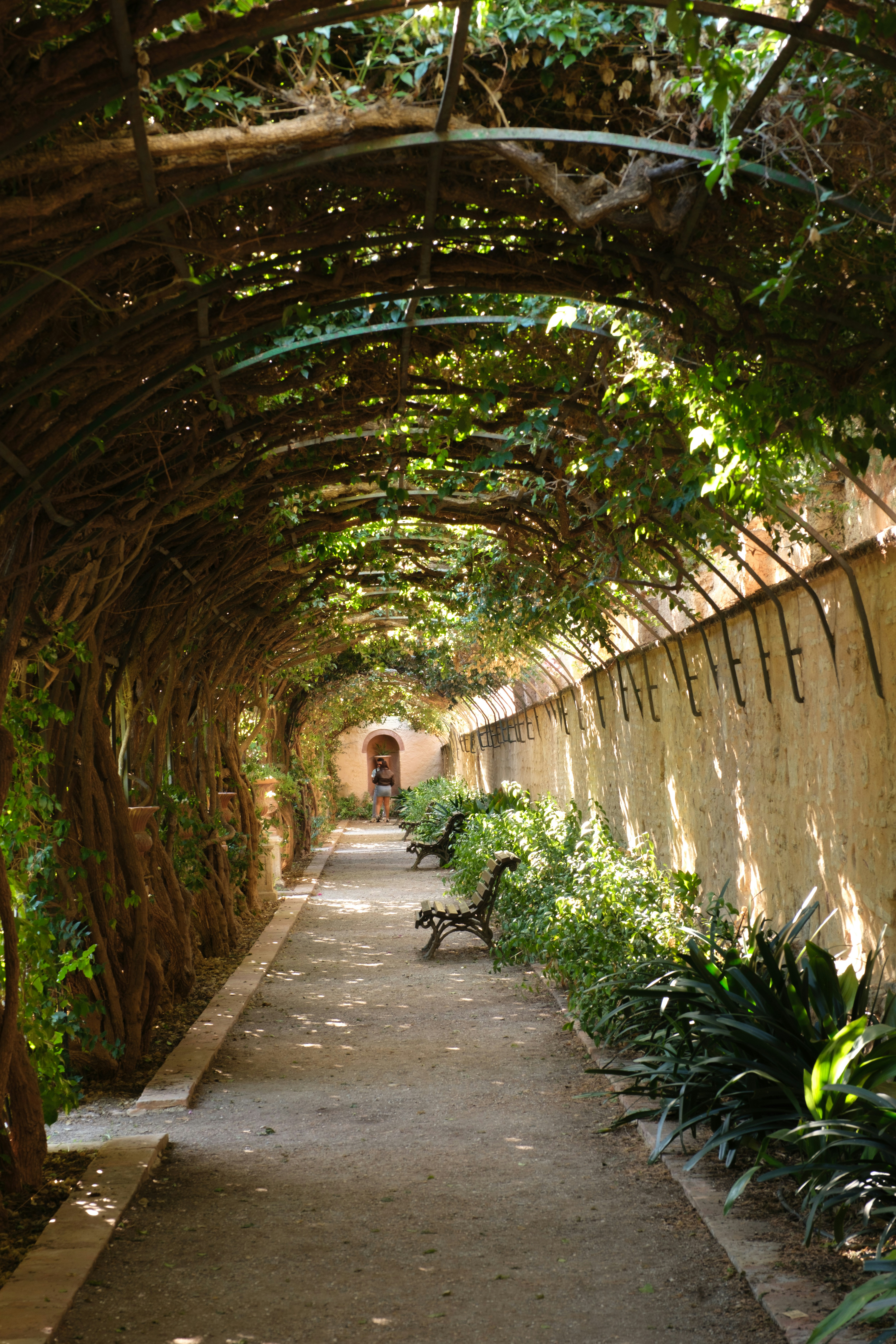 Vine-arched Passage: Sunlit Path Toward a Distant Figure