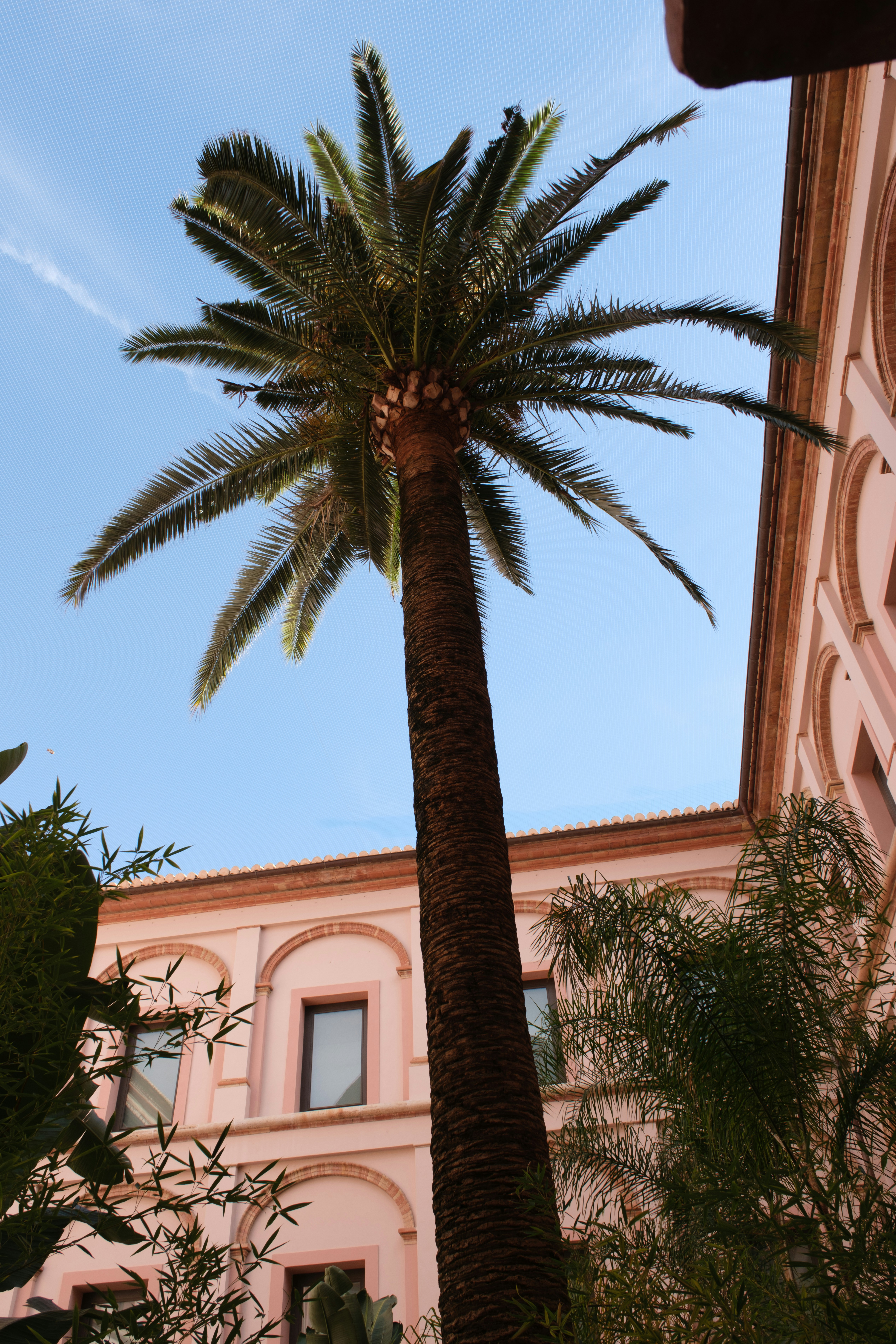 Crown of Palms Rising Above a Blush-Arched Courtyard