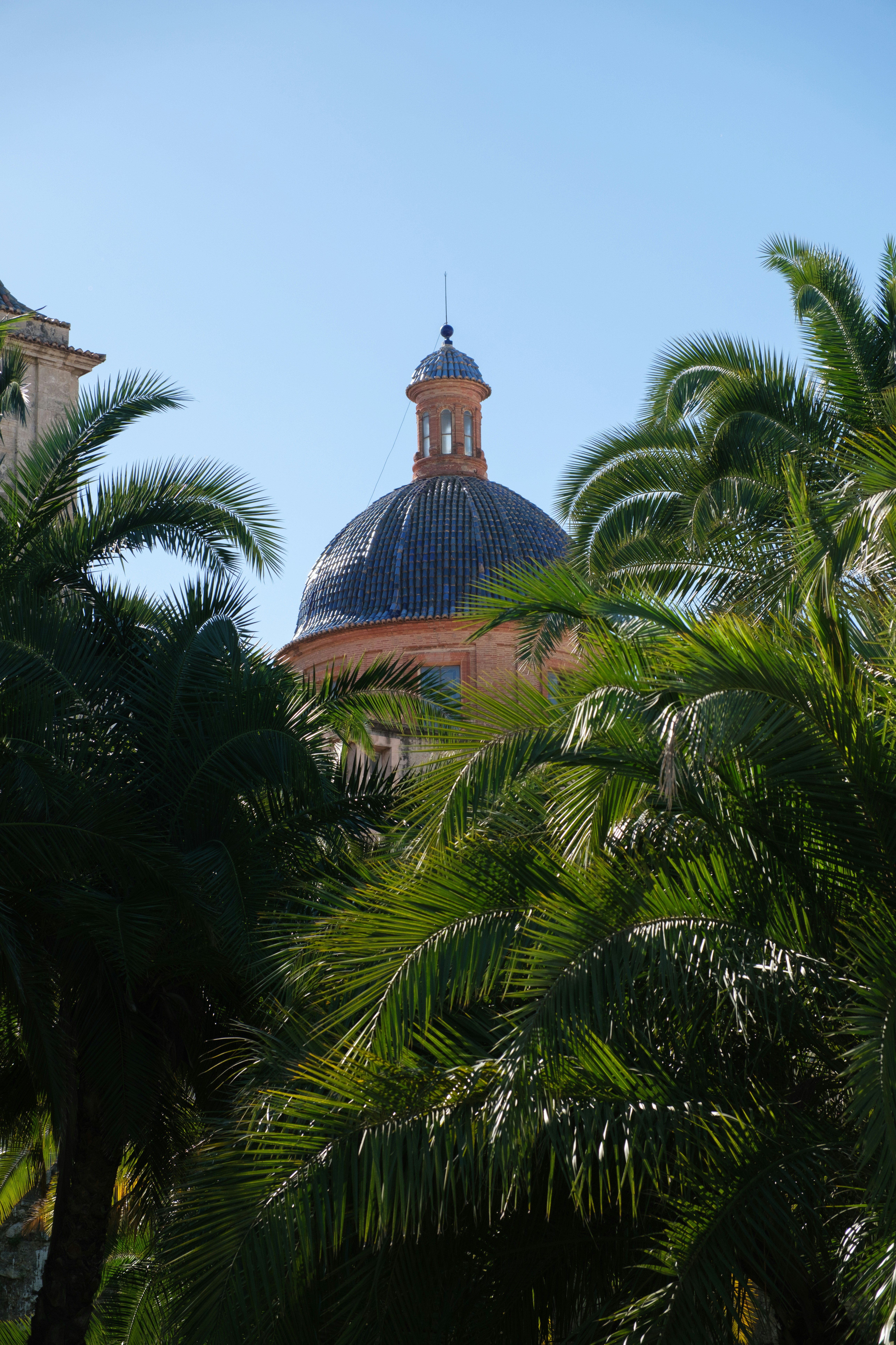 Blue Dome Emerges Through Tropical Fronds