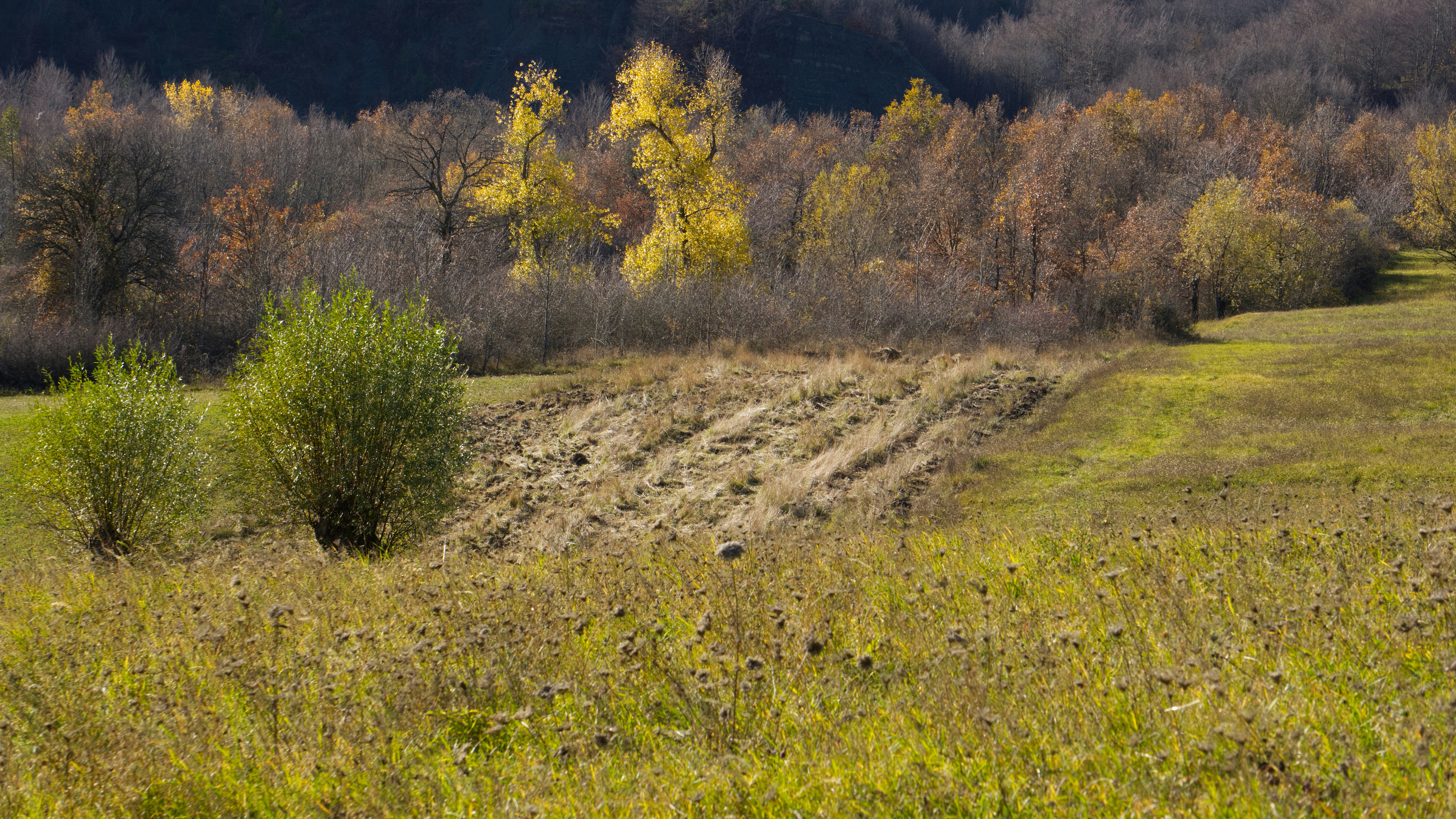 Autumn's Quiet Slope: Meadow Toward the Tree-Line
