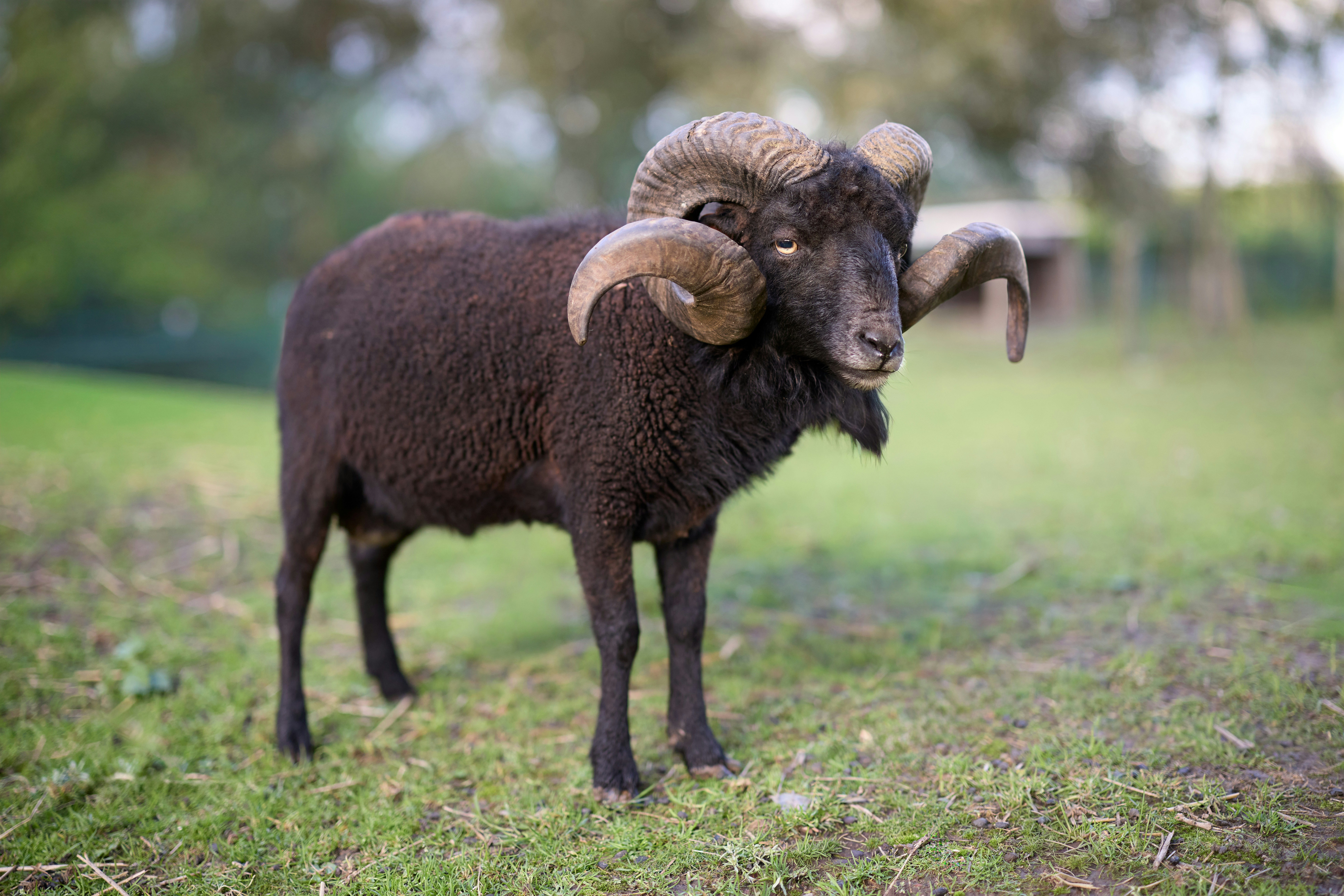 Majestic black ouessant ram with impressive curled horns stands alert in a lush green meadow. Its dark wool and golden eyes contrast with the soft, blurred natural background.