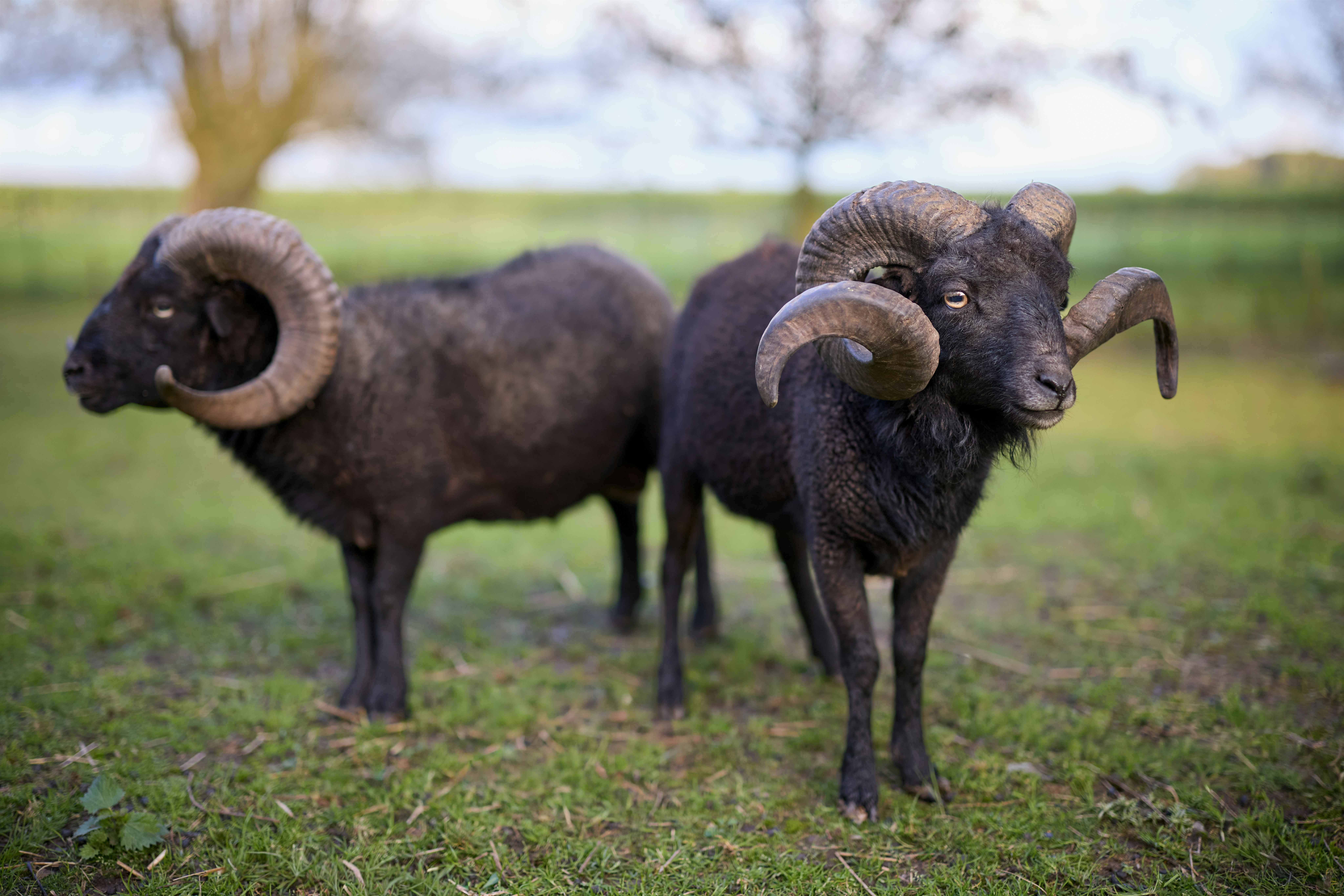 Majestic black ouessant rams with impressive curled horns stand in a lush green pasture. One ram looks directly at the camera, showcasing its striking features.