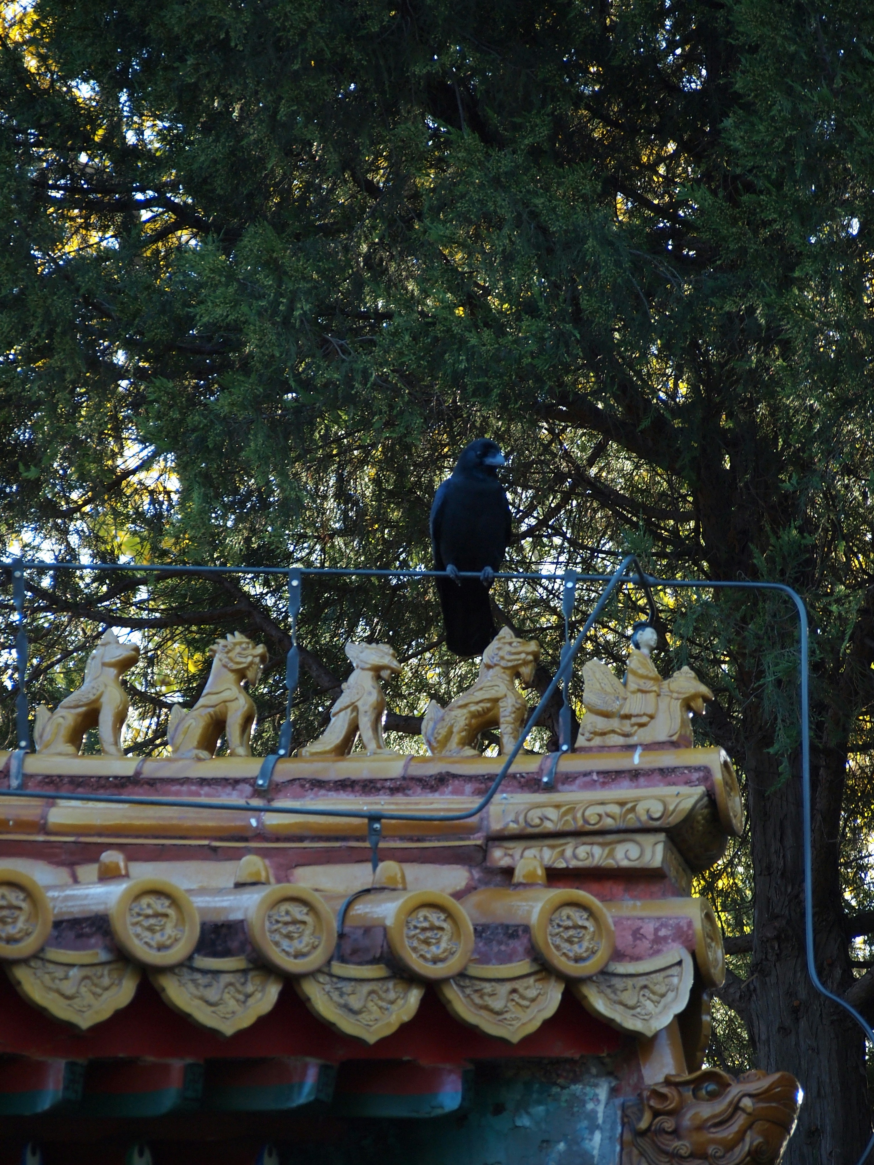 Crow on a gilded temple ridge under dappled light