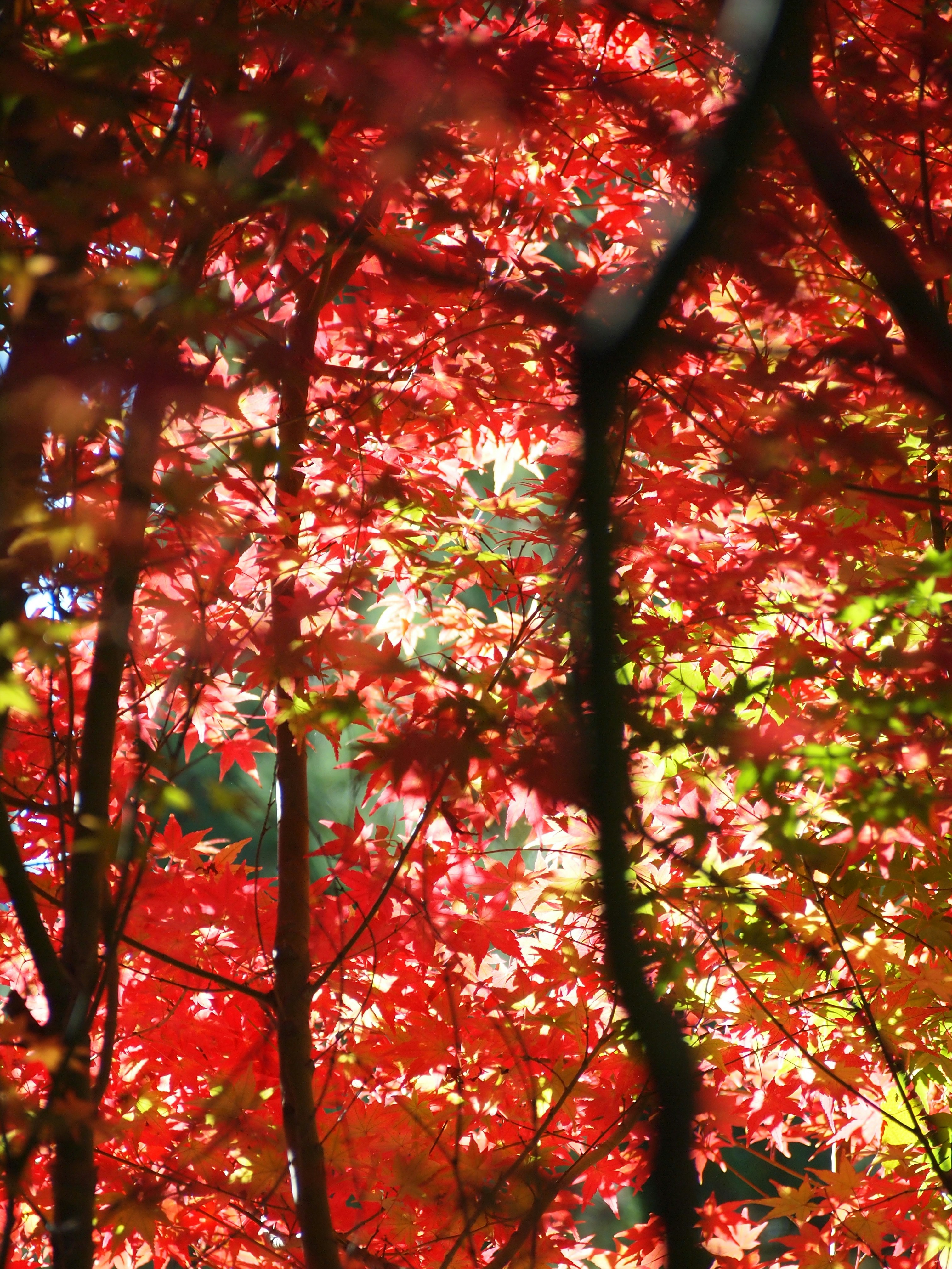 OLYMPUS DIGITAL CAMERA