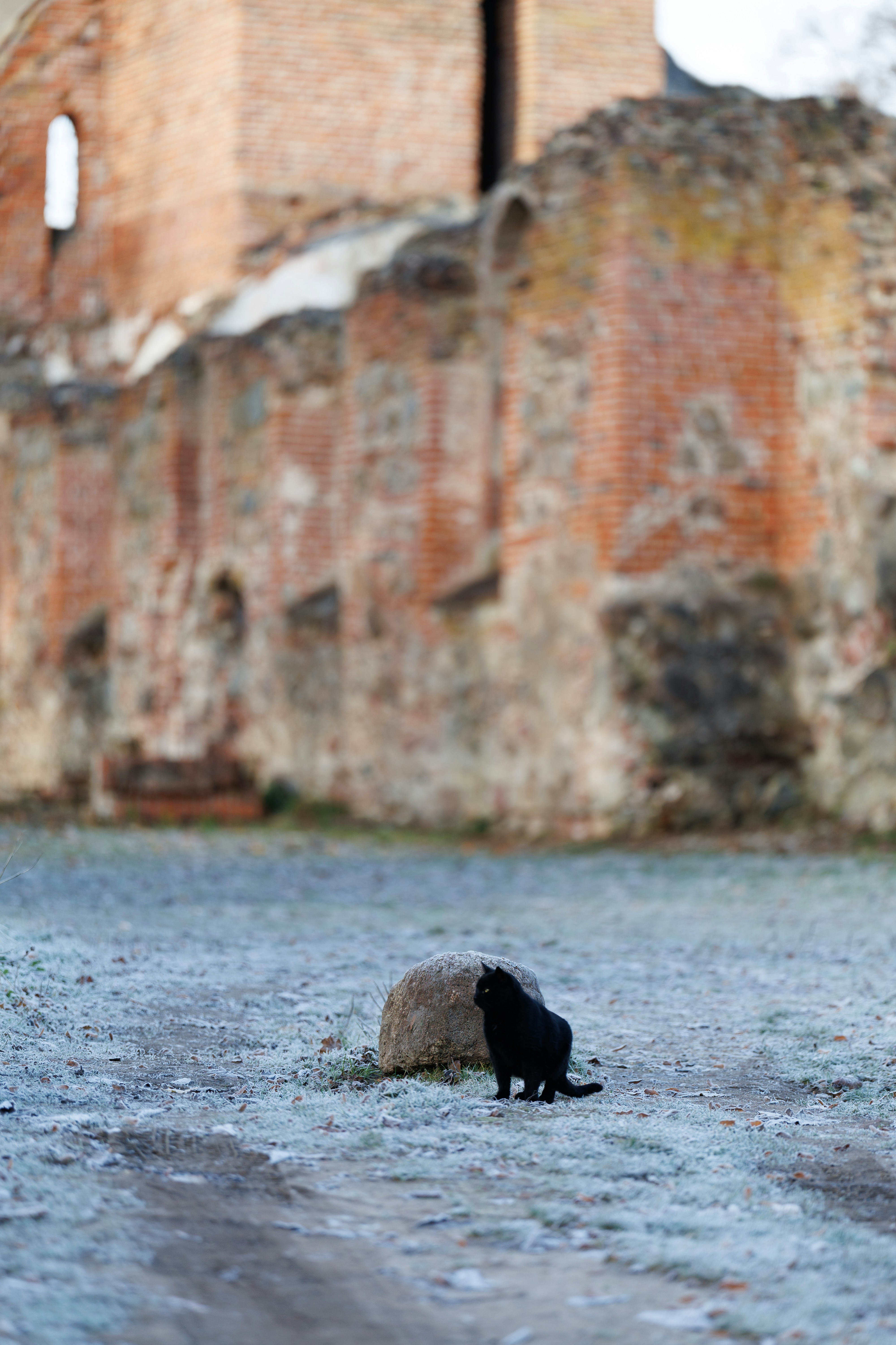 Nocturne in Rubble: A Black Cat Among Weathered Brick Ruins
