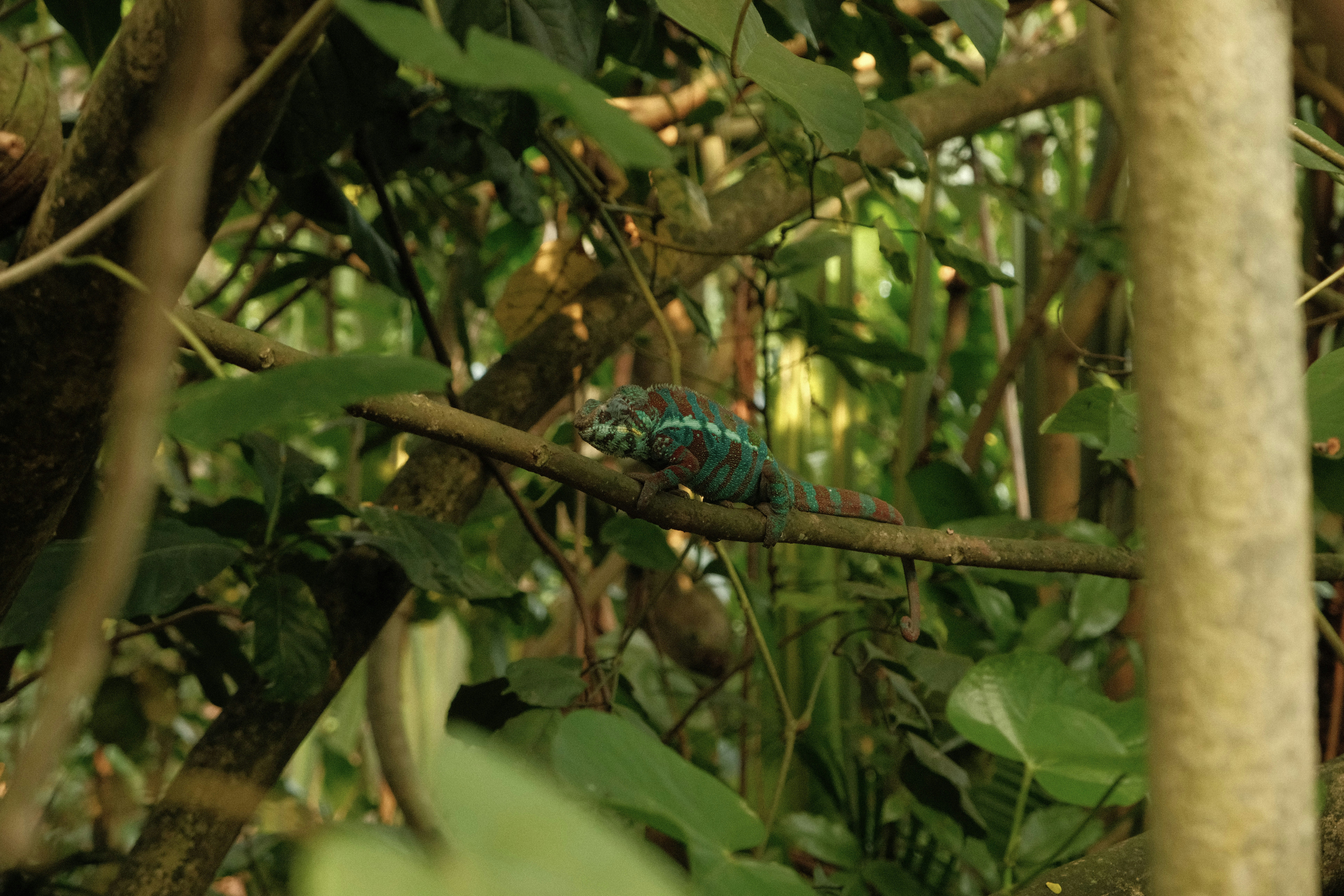 Chameleon shot on X-T5.